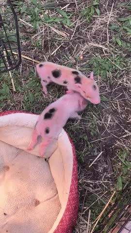 Pig wags tail | Scrolller