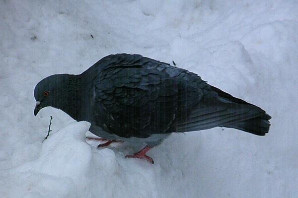 Pigeon climbs on the small snow mound =) [OC] | Scrolller