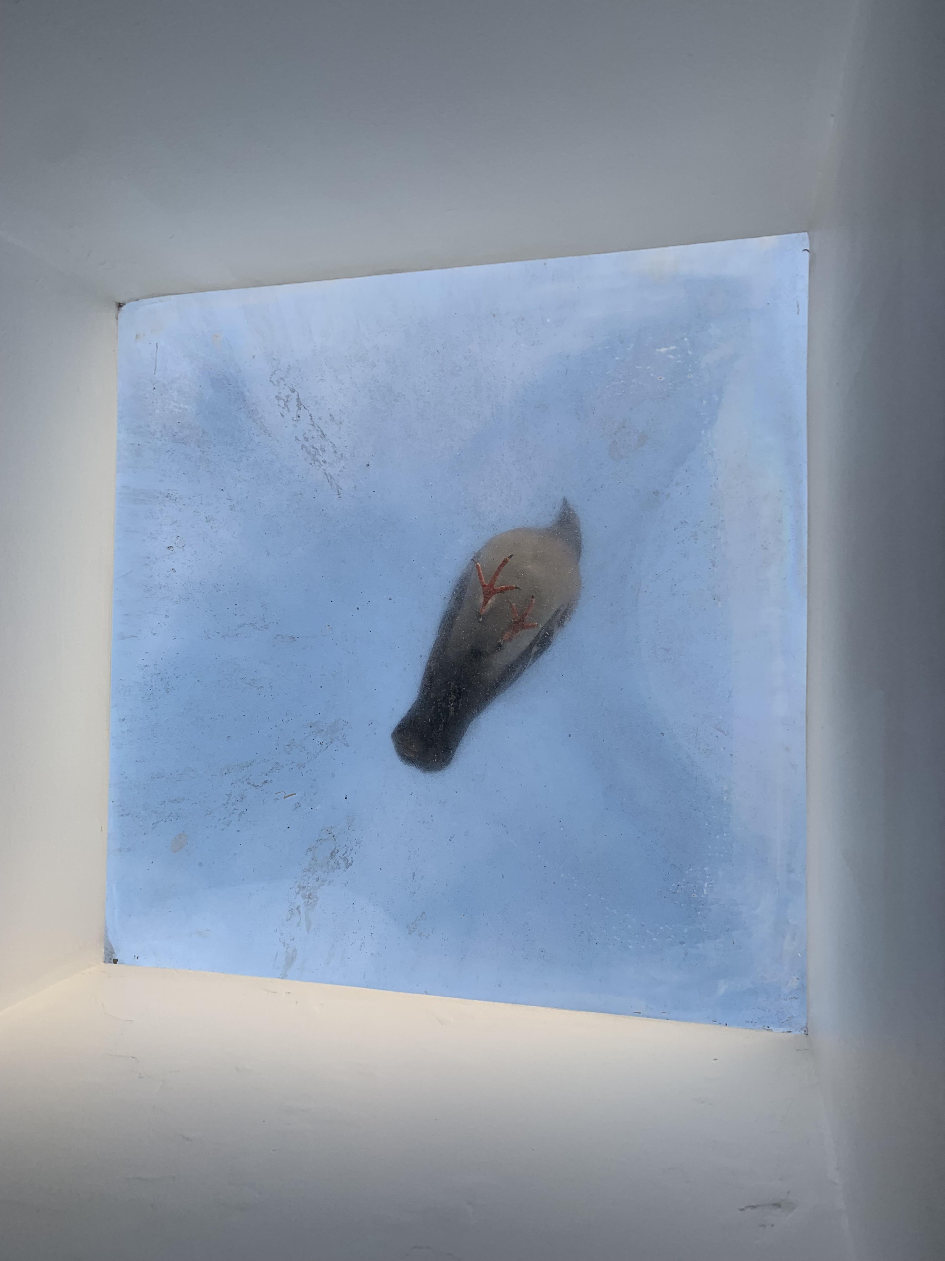 Pigeon on the skylight | Scrolller