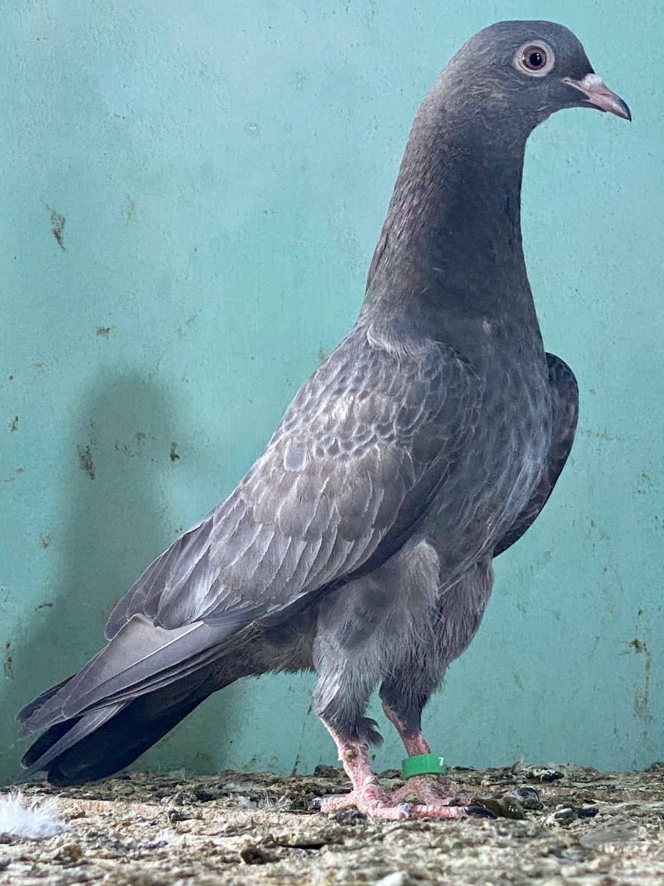 Pigeons are beautiful. | Scrolller