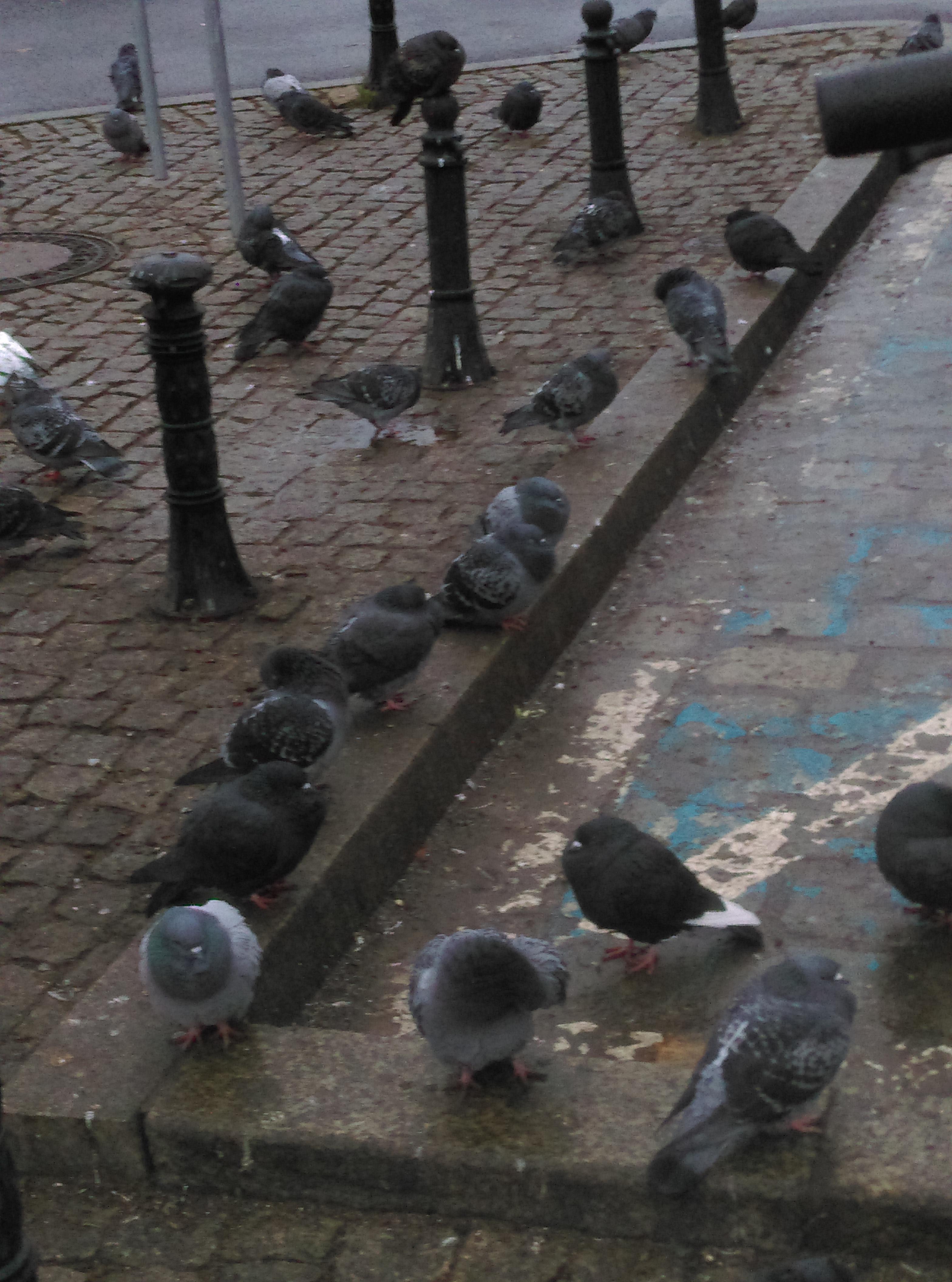Pigeons in Wroclaw | Scrolller