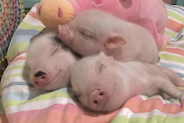 Piggy snuggle | Scrolller