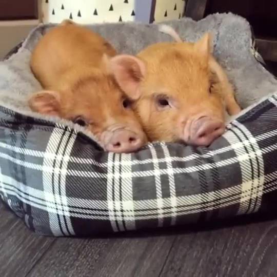 Discover more like Pigifs: Pigs in Bed and Related Content | Scrolller