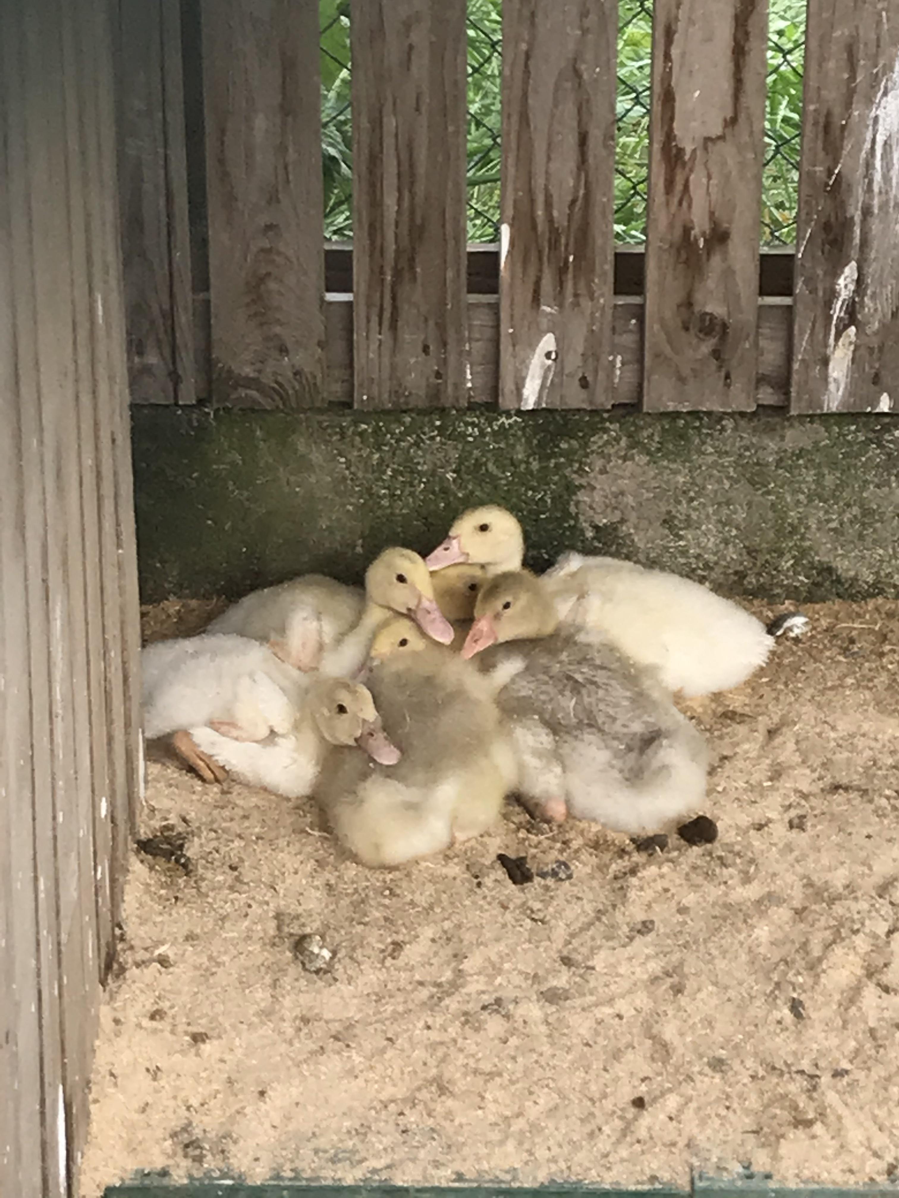 pile of ducks | Scrolller