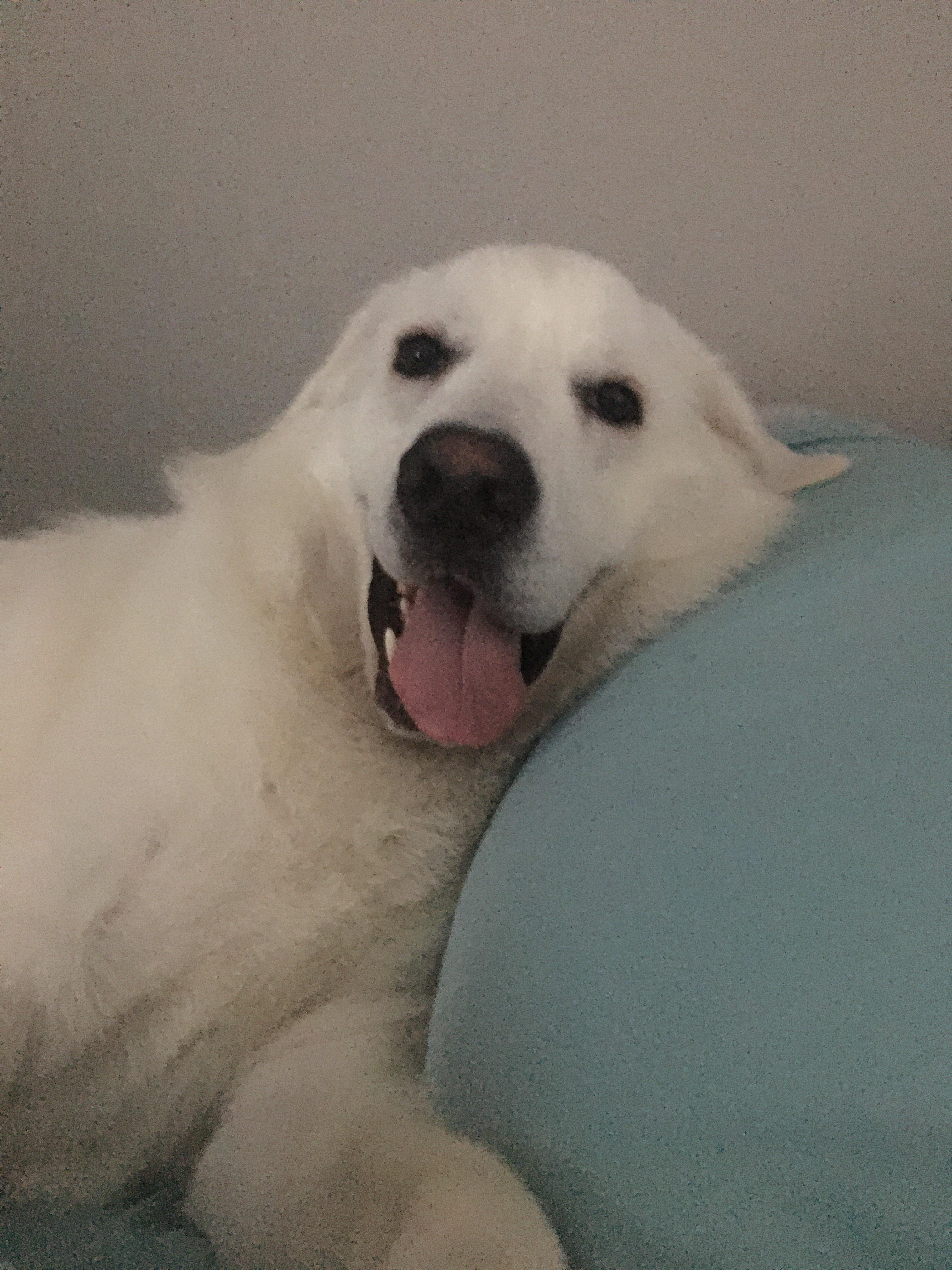 Pillow Talk | Scrolller