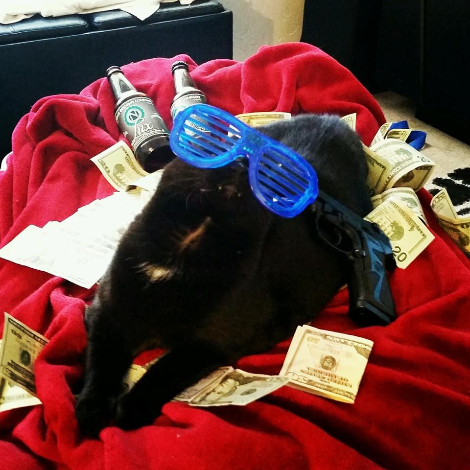 Pimp Kitty Vader | Scrolller