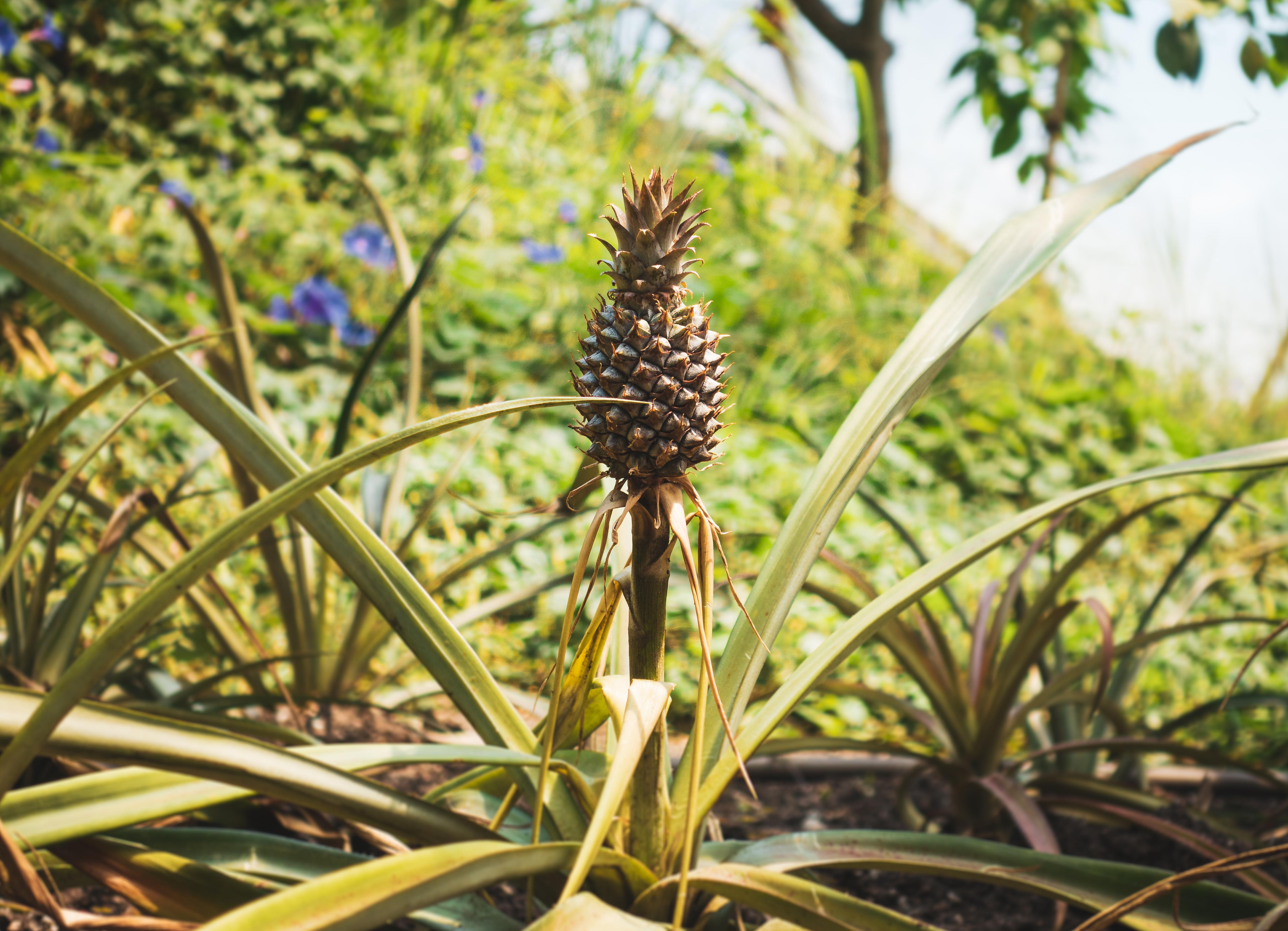 Pineapple | Scrolller