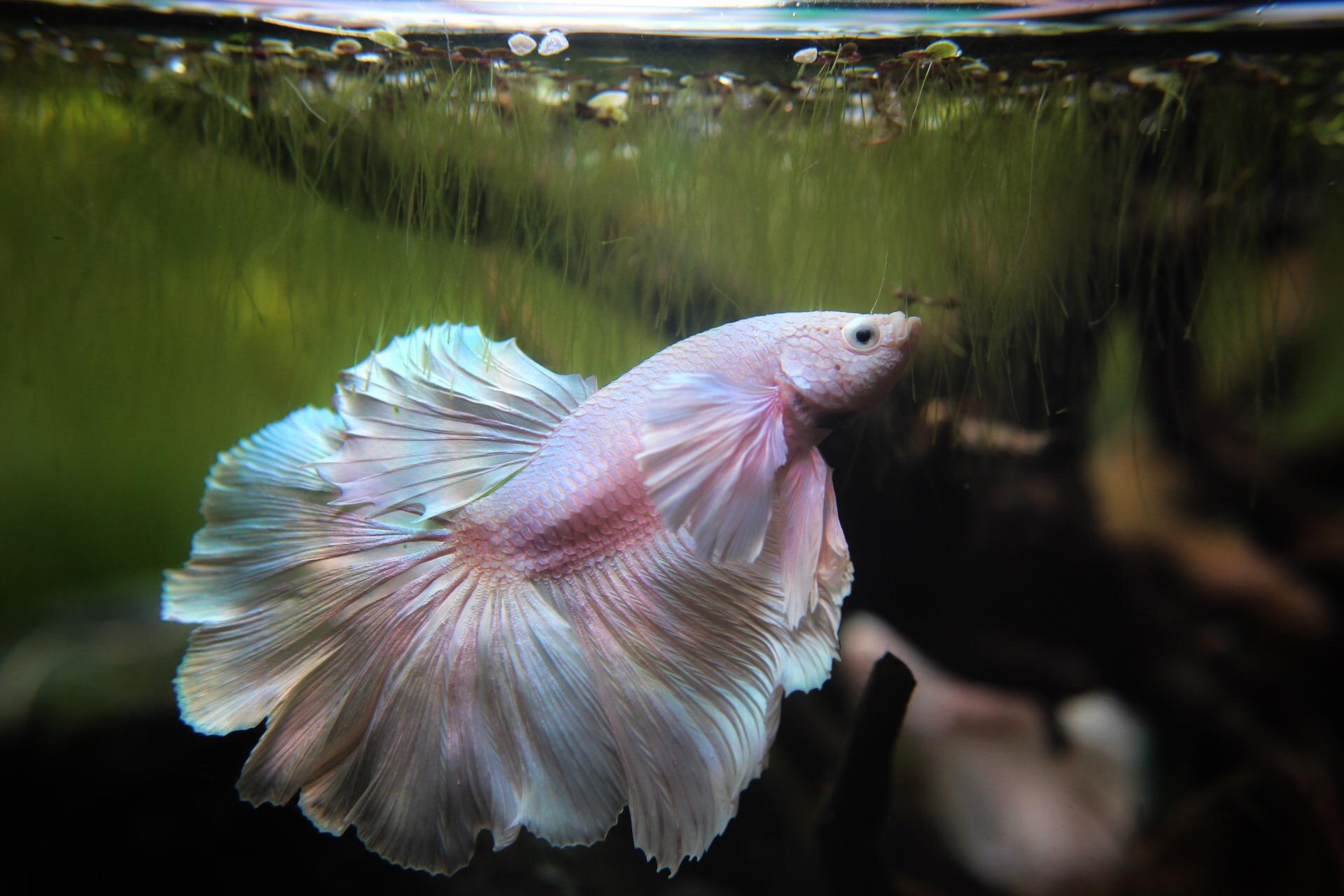 Pink Alicorn Platinum Dumbo Rosetail [RT]. I love his colors! (one of my sold homebred bettas ...