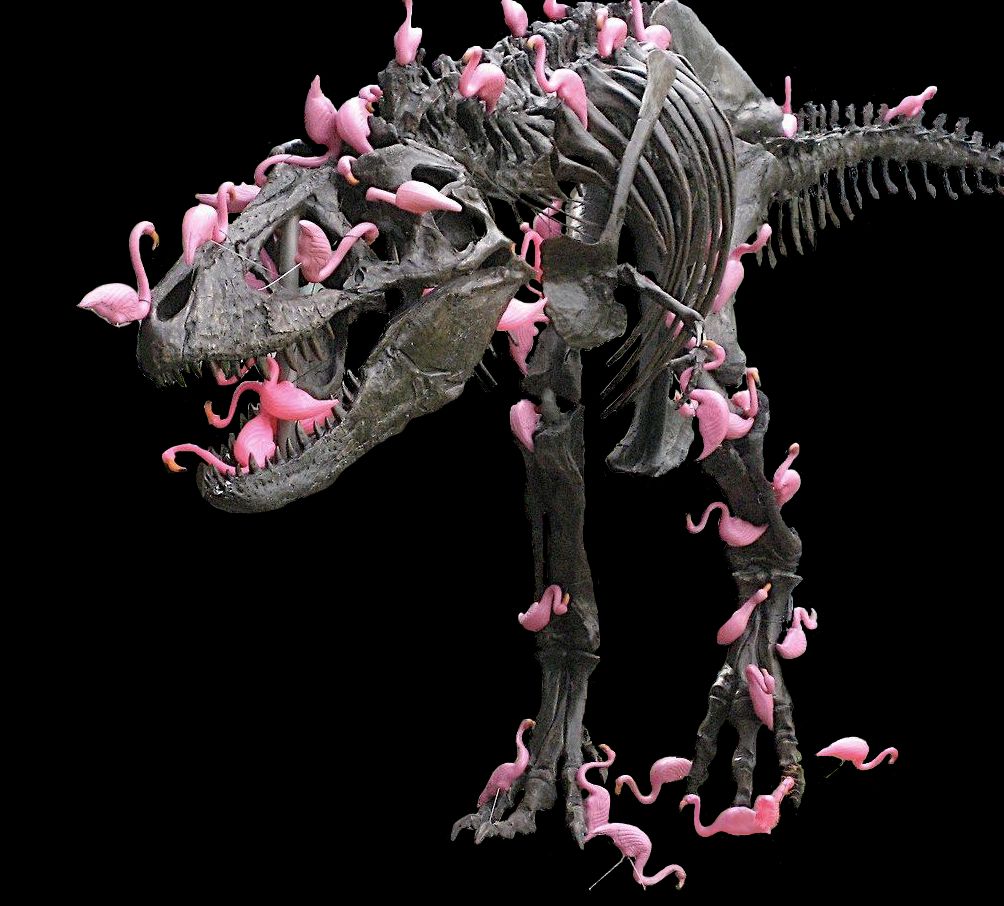 Pink flamingos on a T-Rex | Scrolller