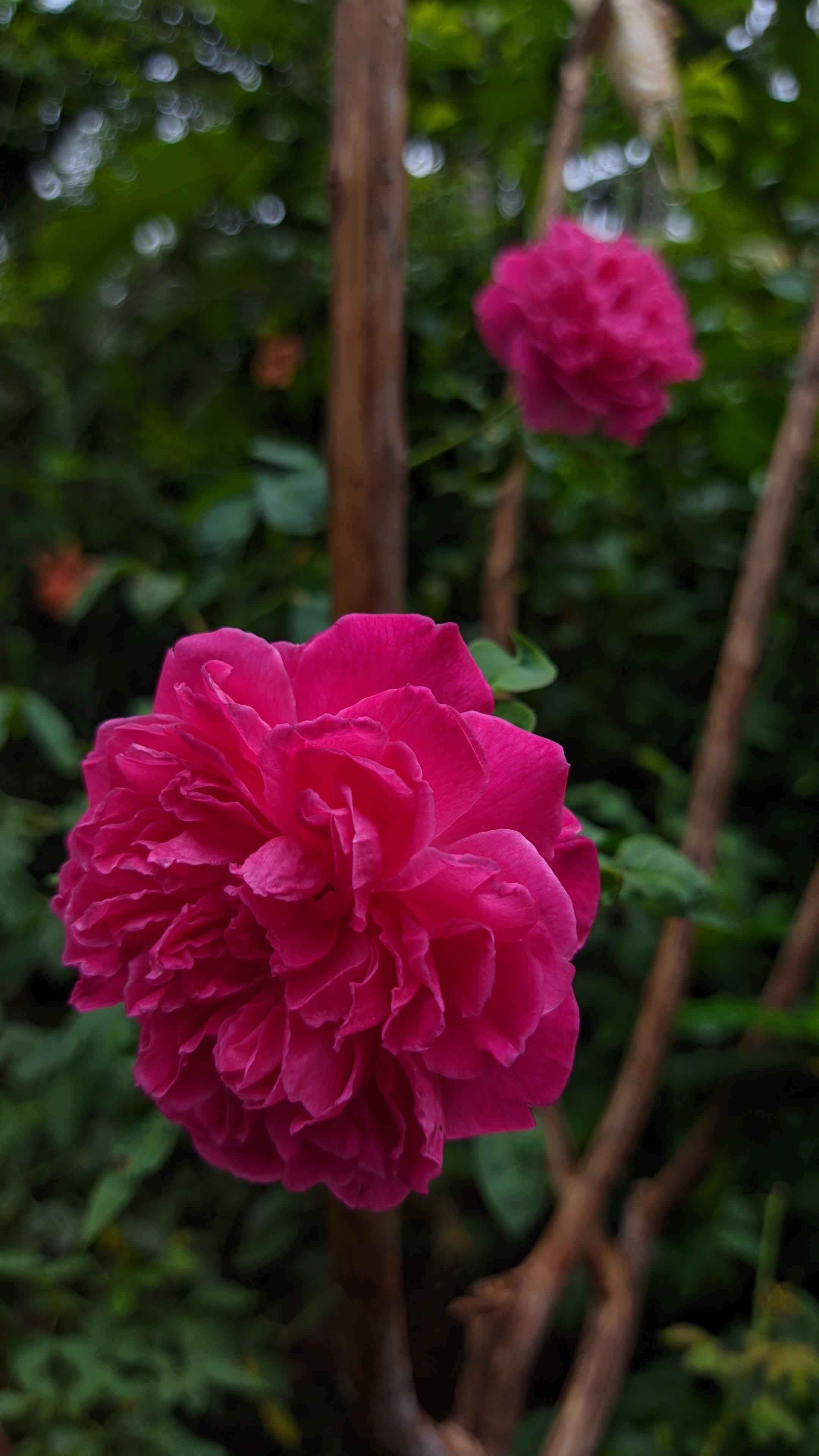 Pink Rose | Scrolller