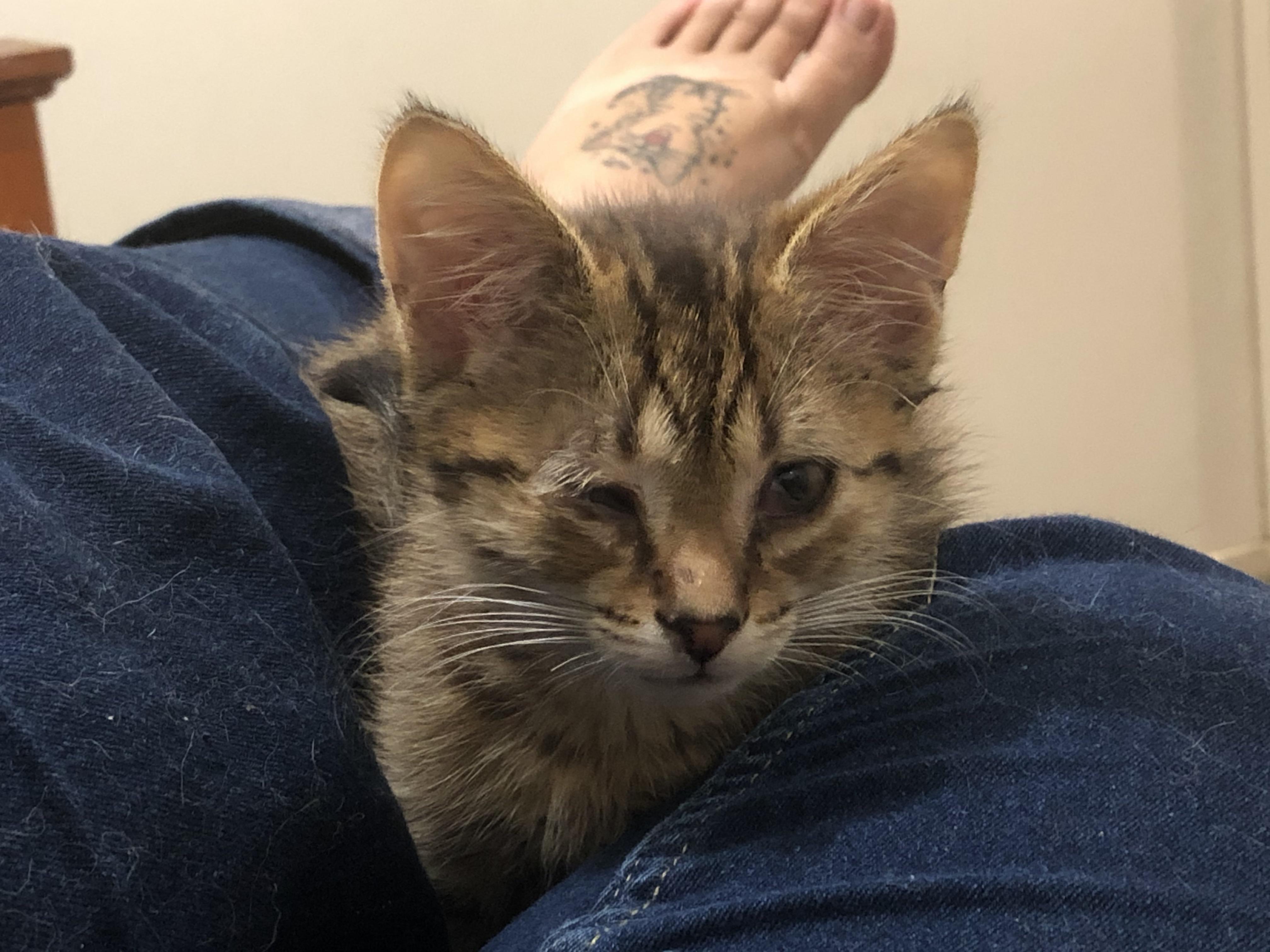 Pirate Walnut is back! He’s growing fast and his eye is still dodgy. But he’s happy and that’s ...