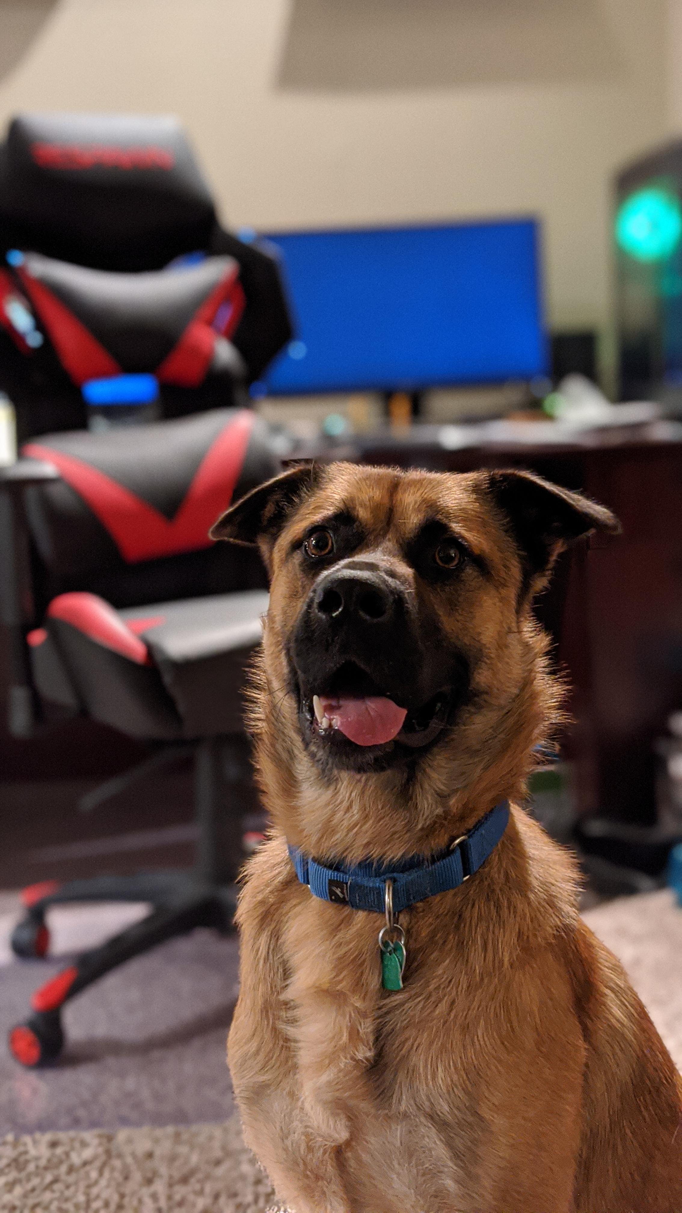 [Pixel 4 XL] His name is Grover. [Portrait mode] | Scrolller