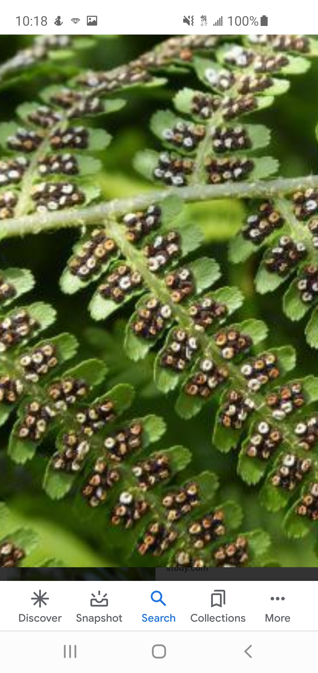 Plant spores | Scrolller