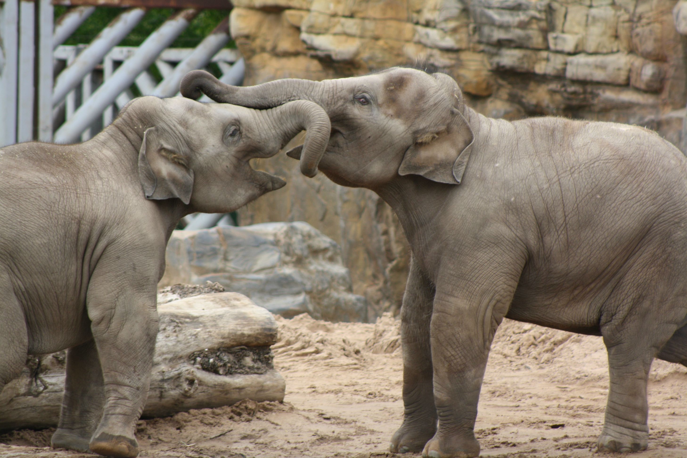 Playful little elephants | Scrolller