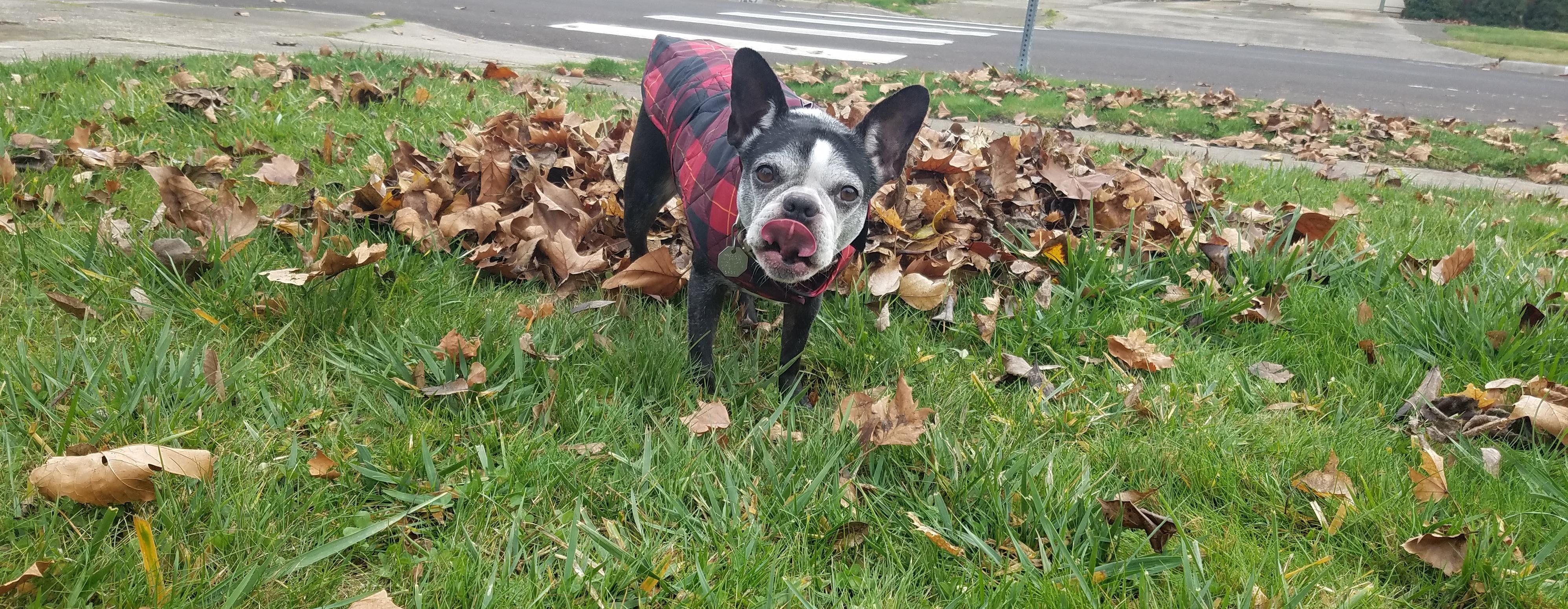 Playing in the leaves. ☆♡☆ | Scrolller