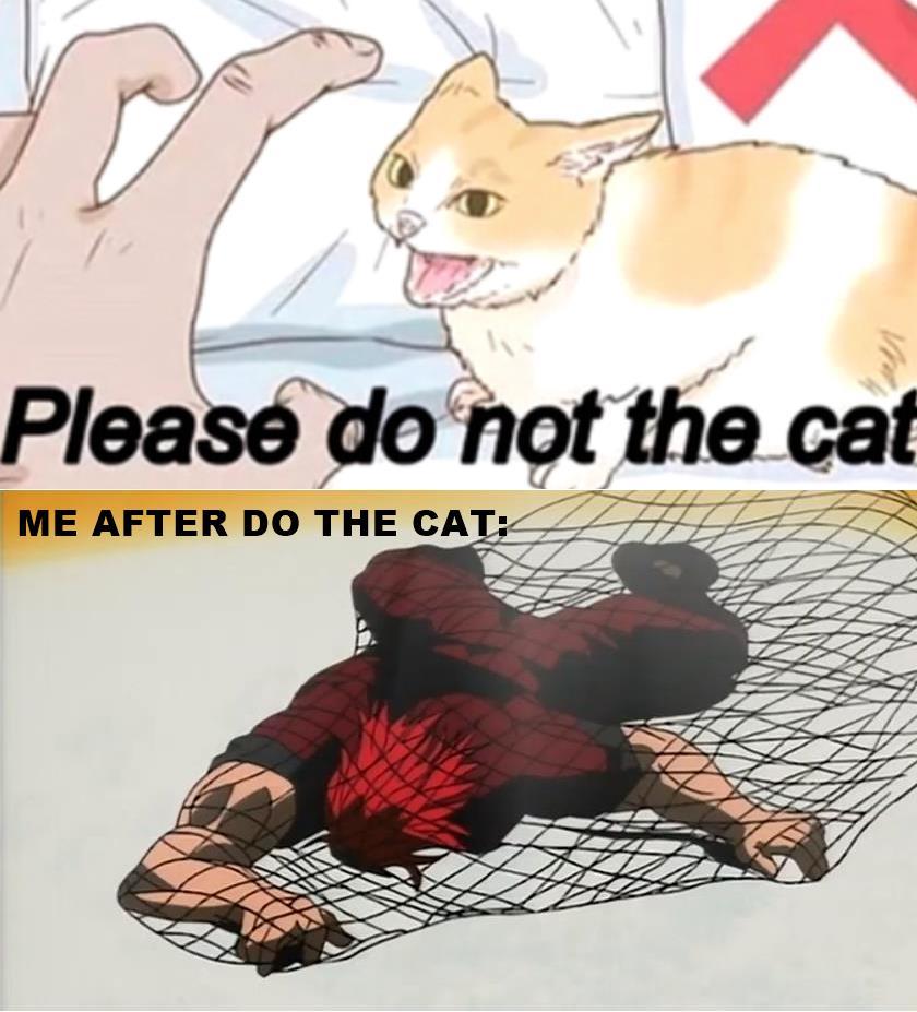 PLEASE DO NOT THE CAT | Scrolller