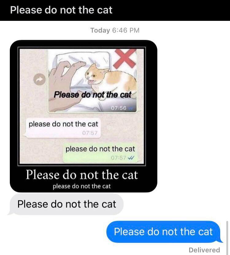 Please do not the cat | Scrolller