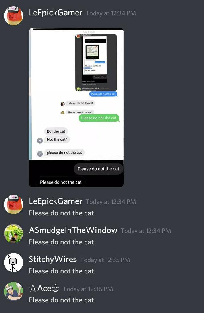 Please do not the cat | Scrolller