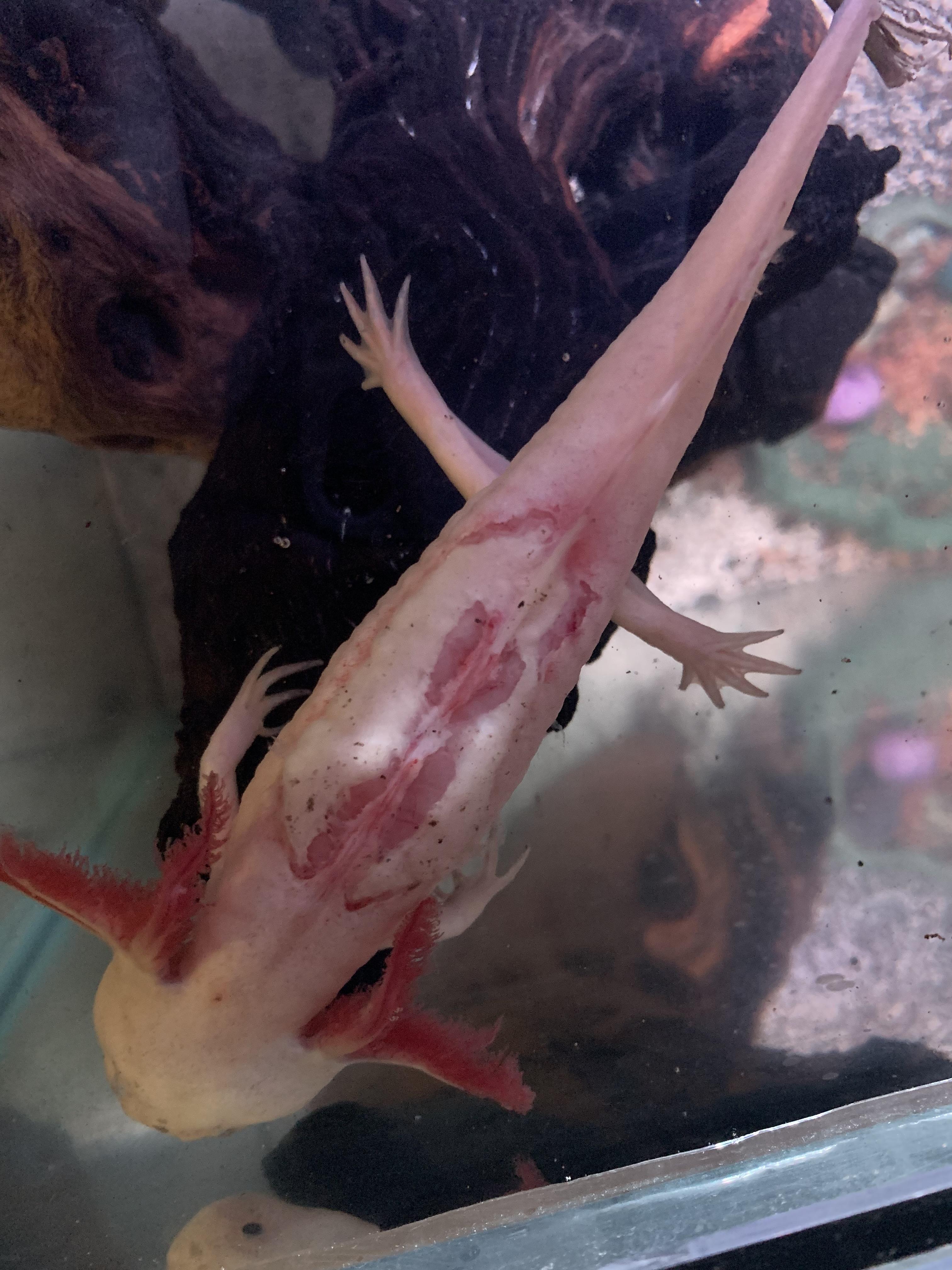 Please help. | Scrolller