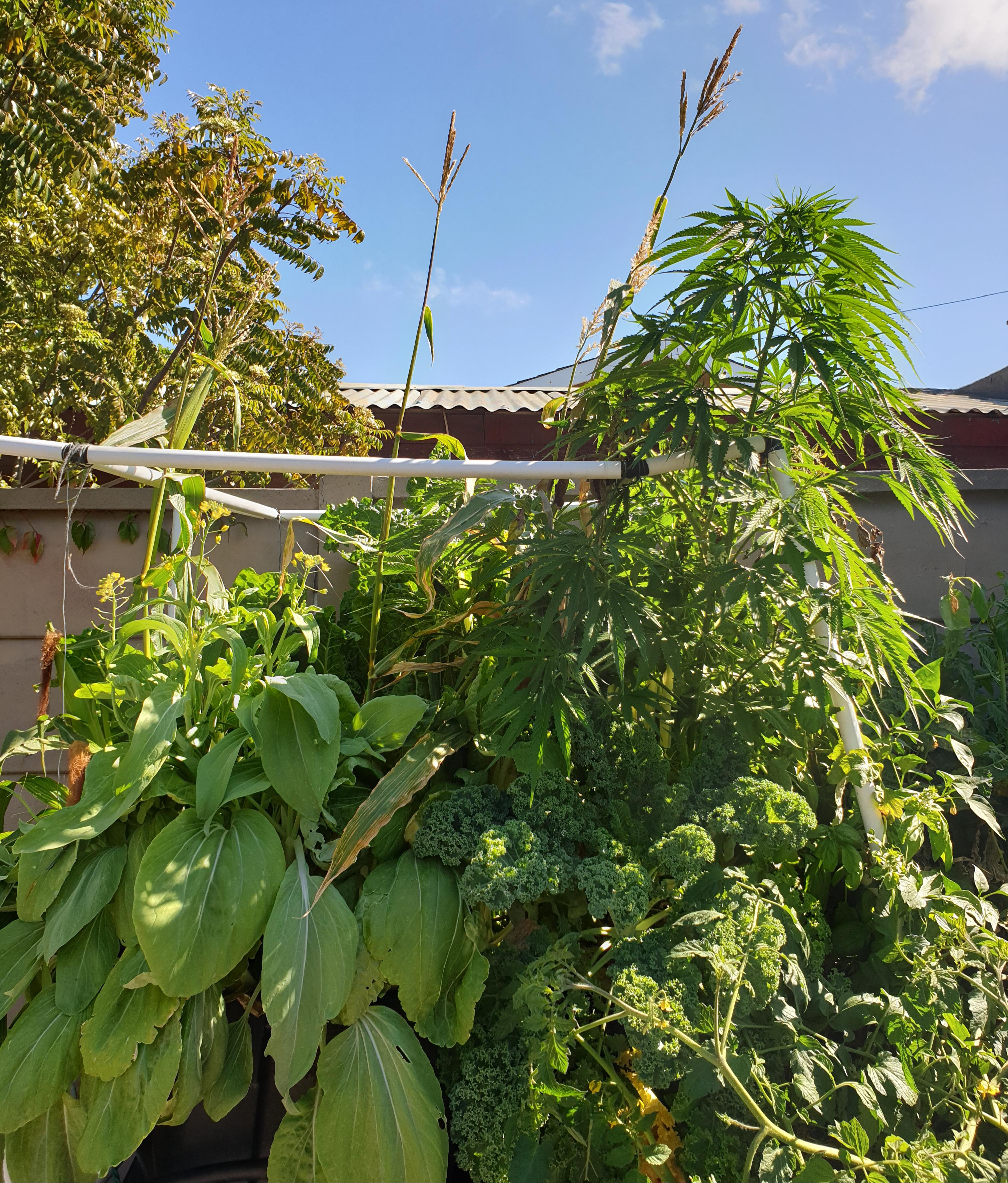 Please help. I'm desperate. | Scrolller