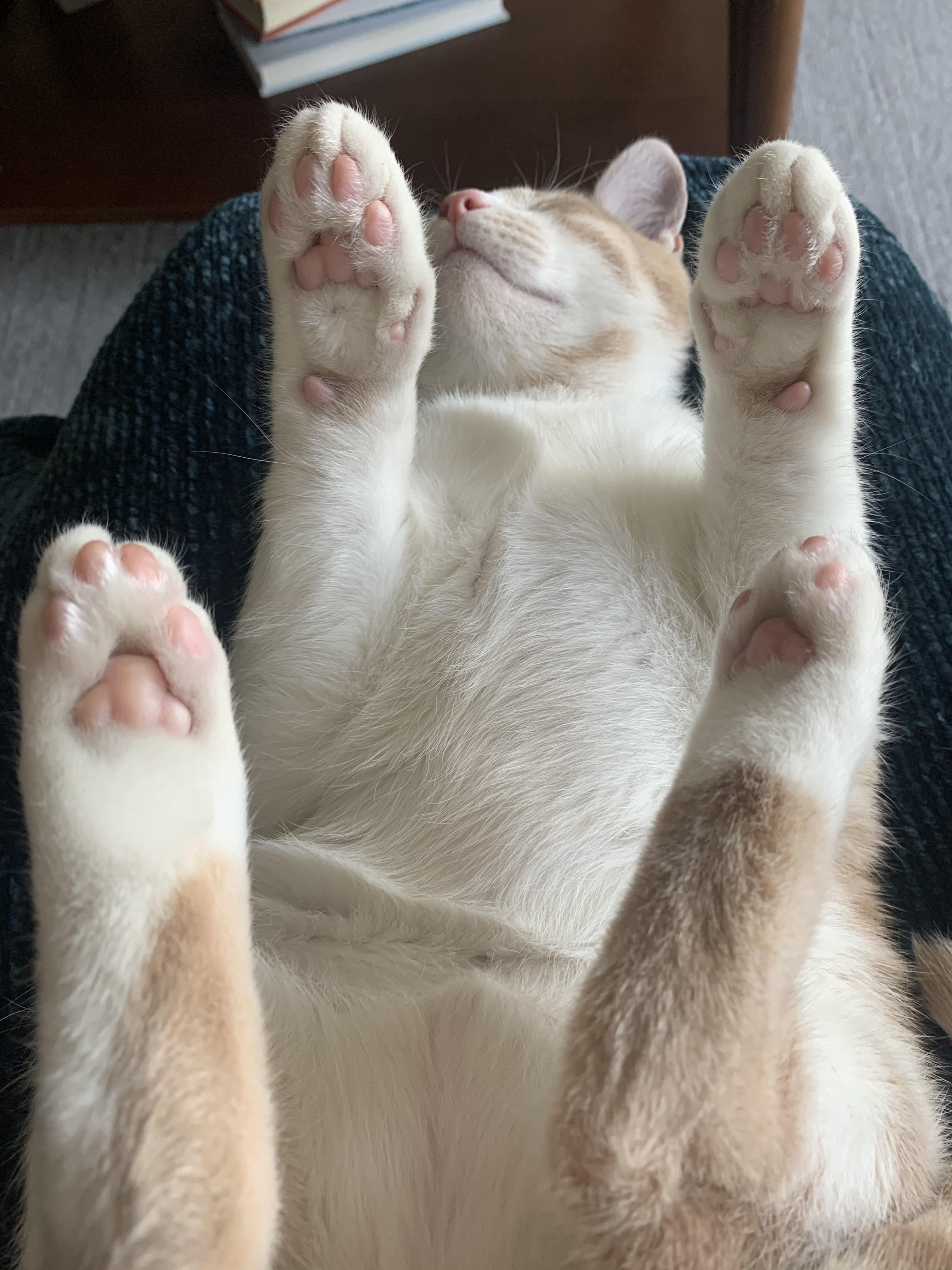 Discover more like Jellybeantoes: Please look at my sleeping beans! and ...
