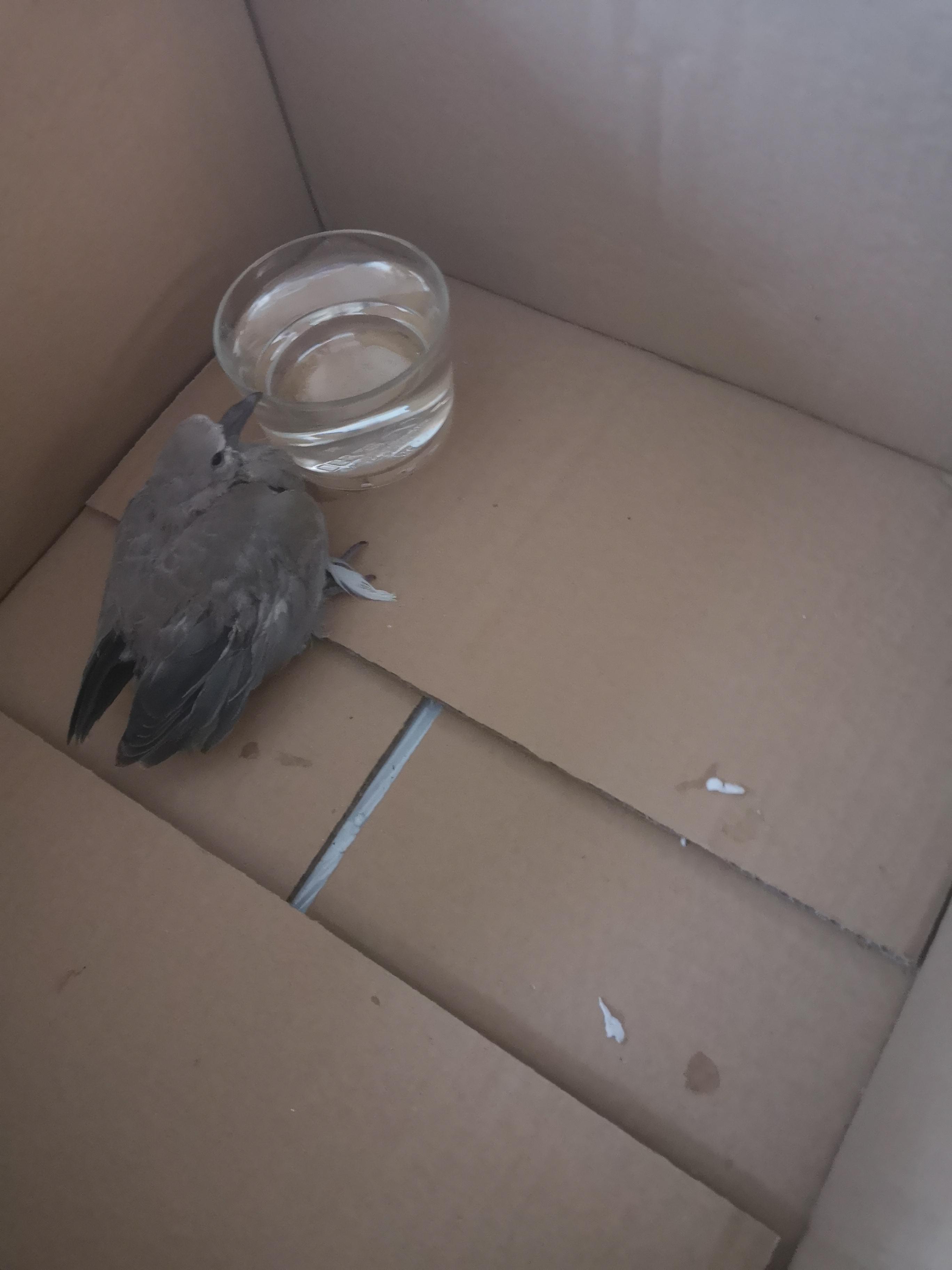 Pls help | Scrolller