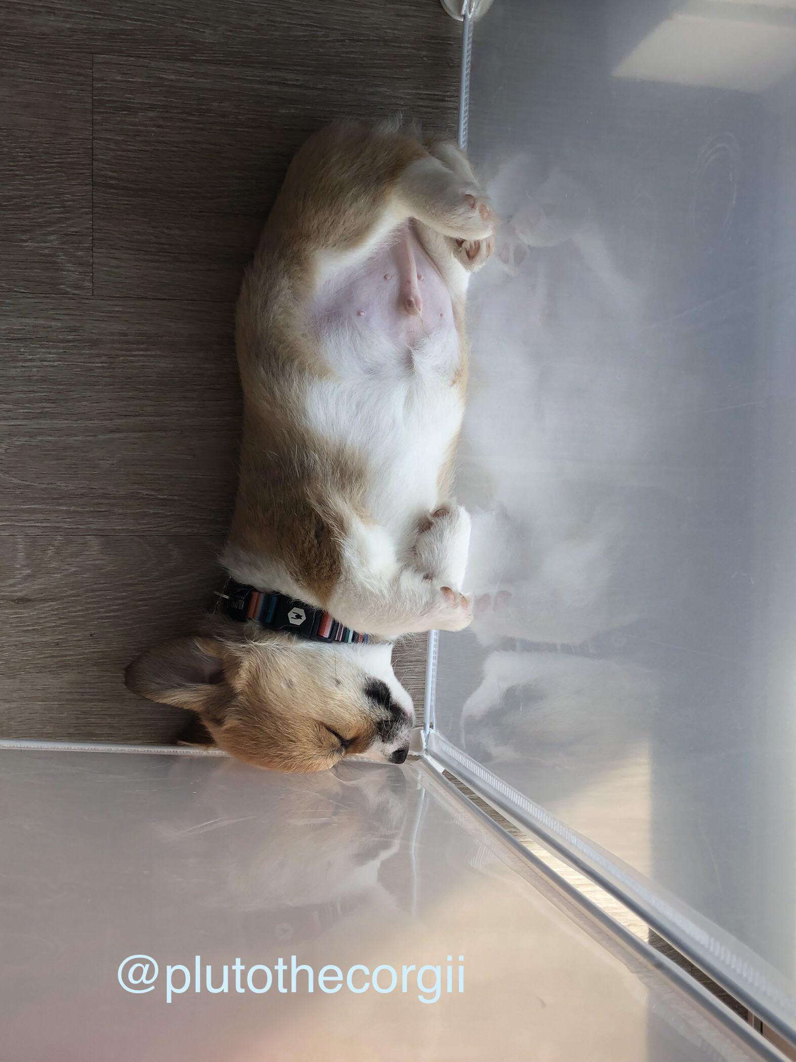 Pluto looks so innocent here but his dark side is emerging already | Scrolller