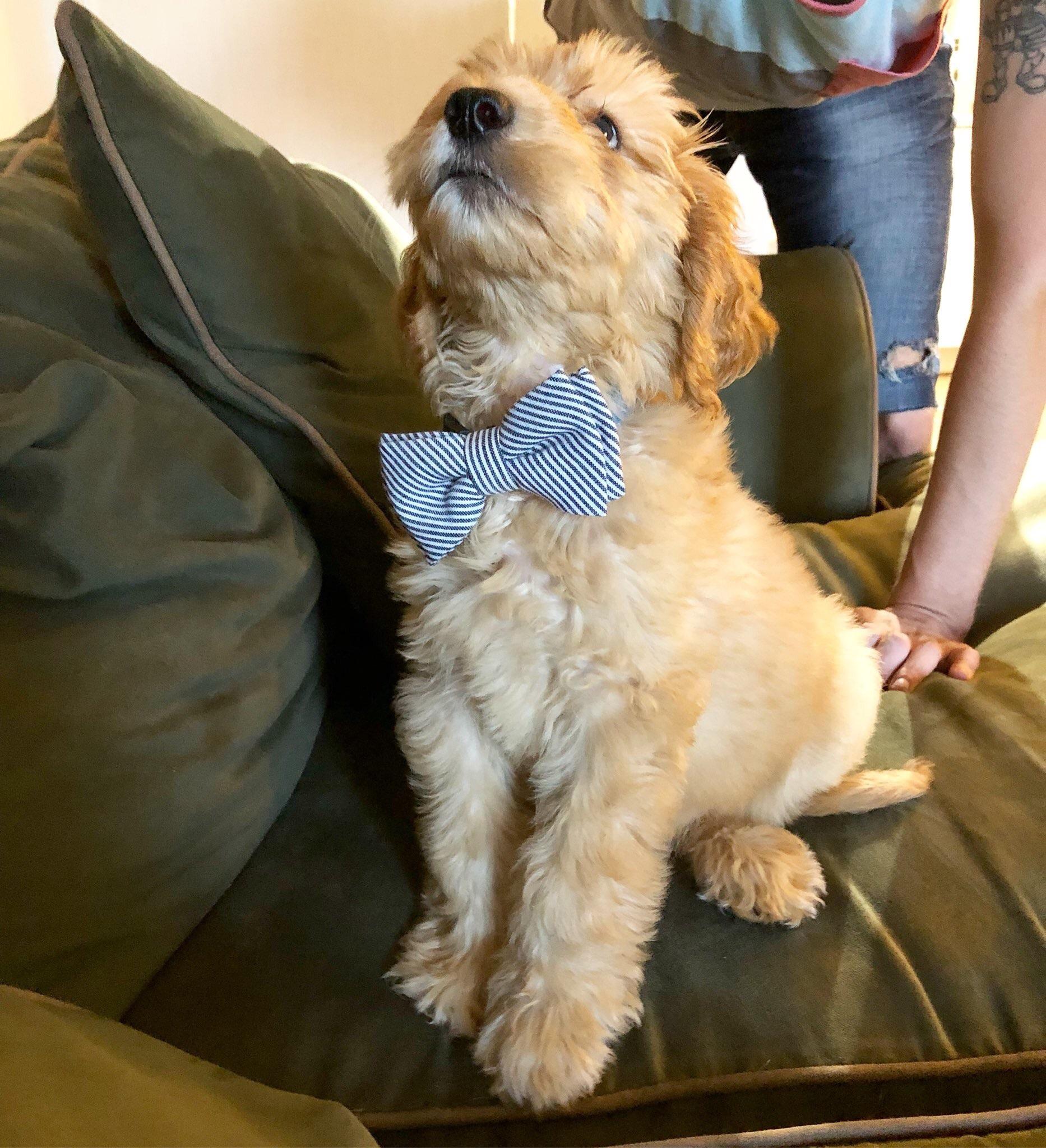 Poe got his first bow-tie and he feels so dapper! | Scrolller