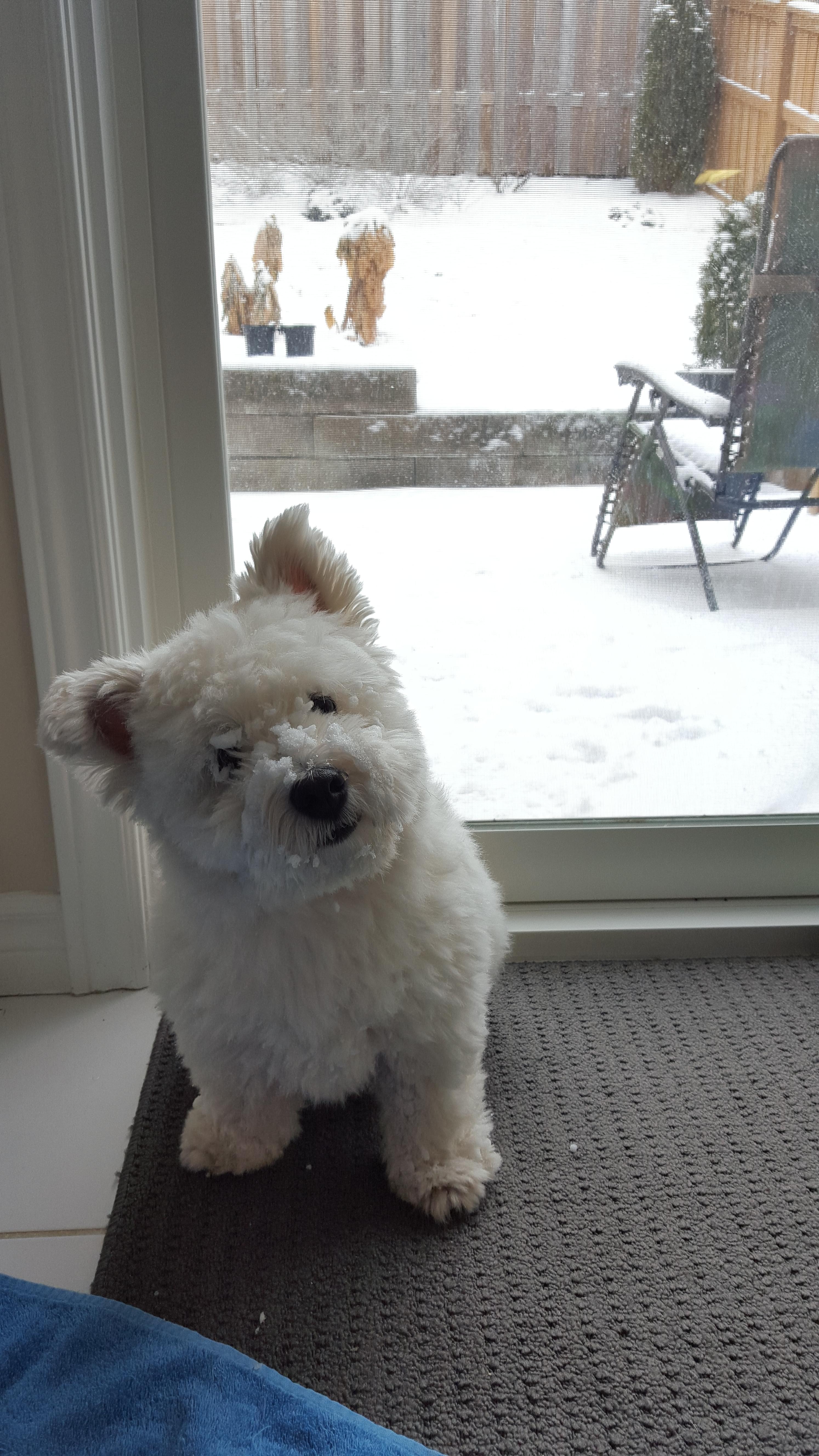 Polar bear cub or Ginny the snowy-faced Westie? | Scrolller