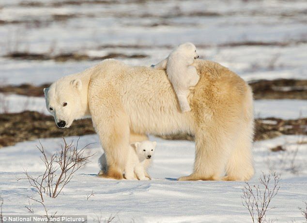 Polar bear mom and two cubs | Scrolller