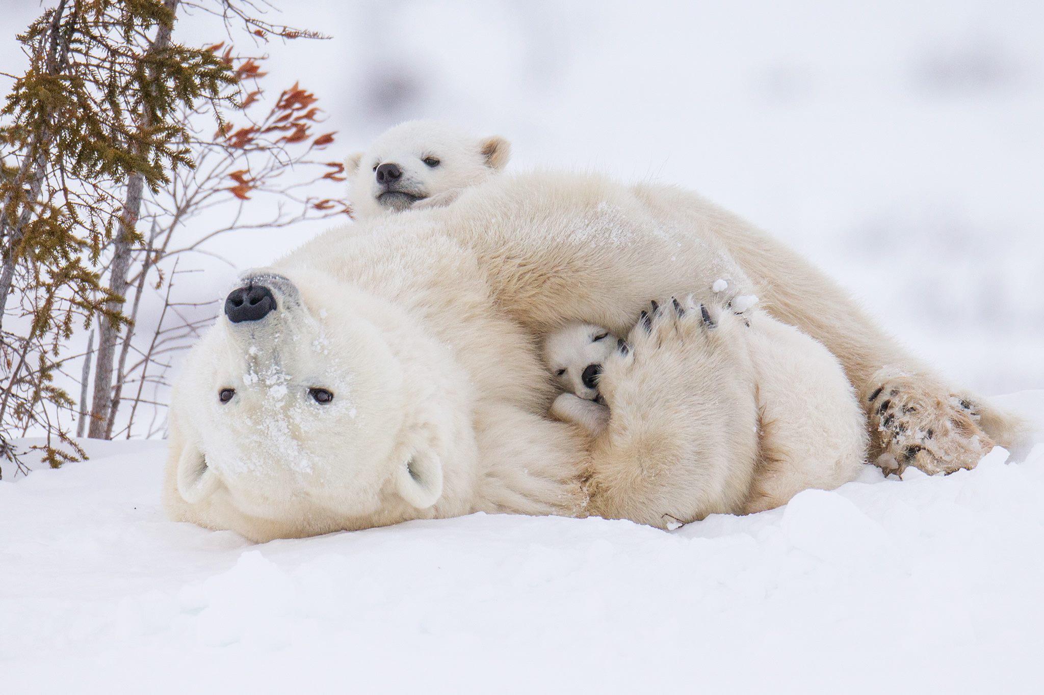 Polar Bear Snuggles | Scrolller