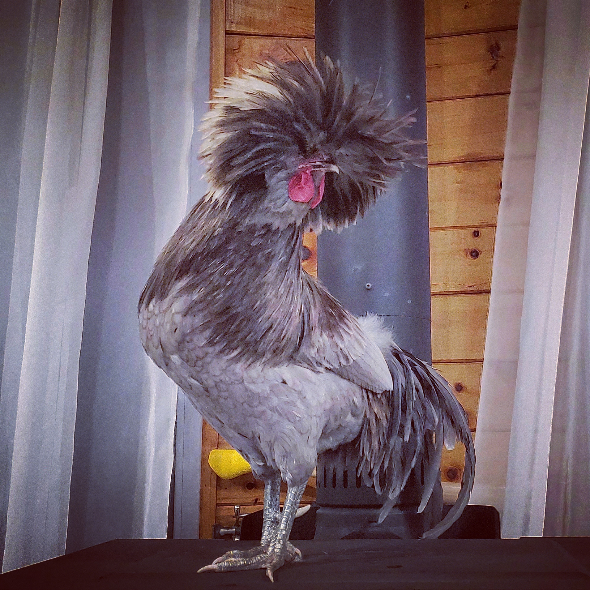 Polish rooster after bath and blow out | Scrolller