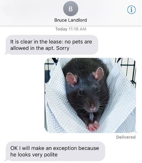 polite boi | Scrolller