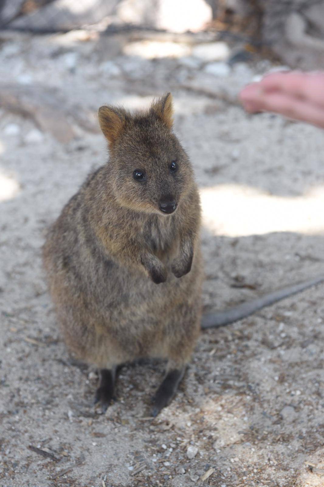 Polite quokka | Scrolller