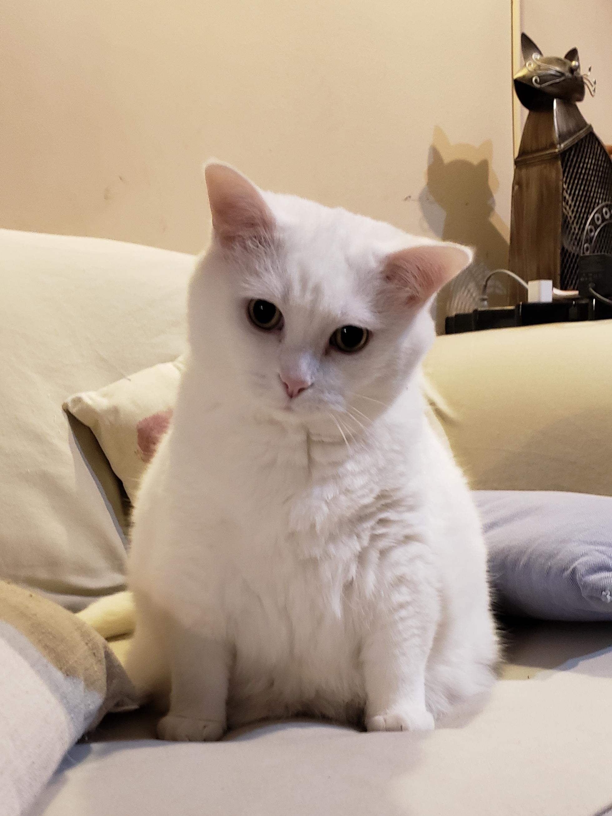 Polly Ptuesday Scrolller