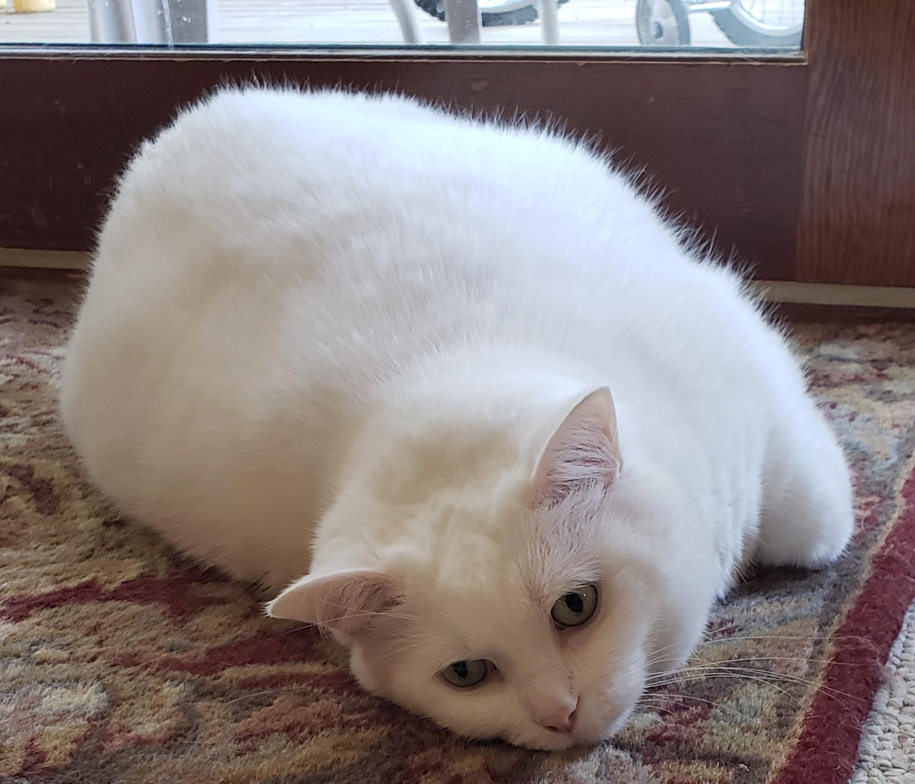 Polly Ptuesday Scrolller