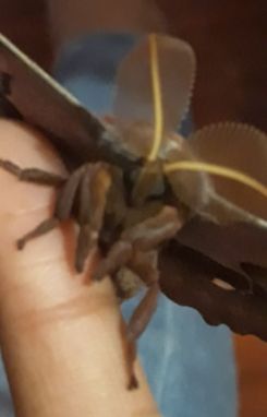 Polyphemus moth | Scrolller