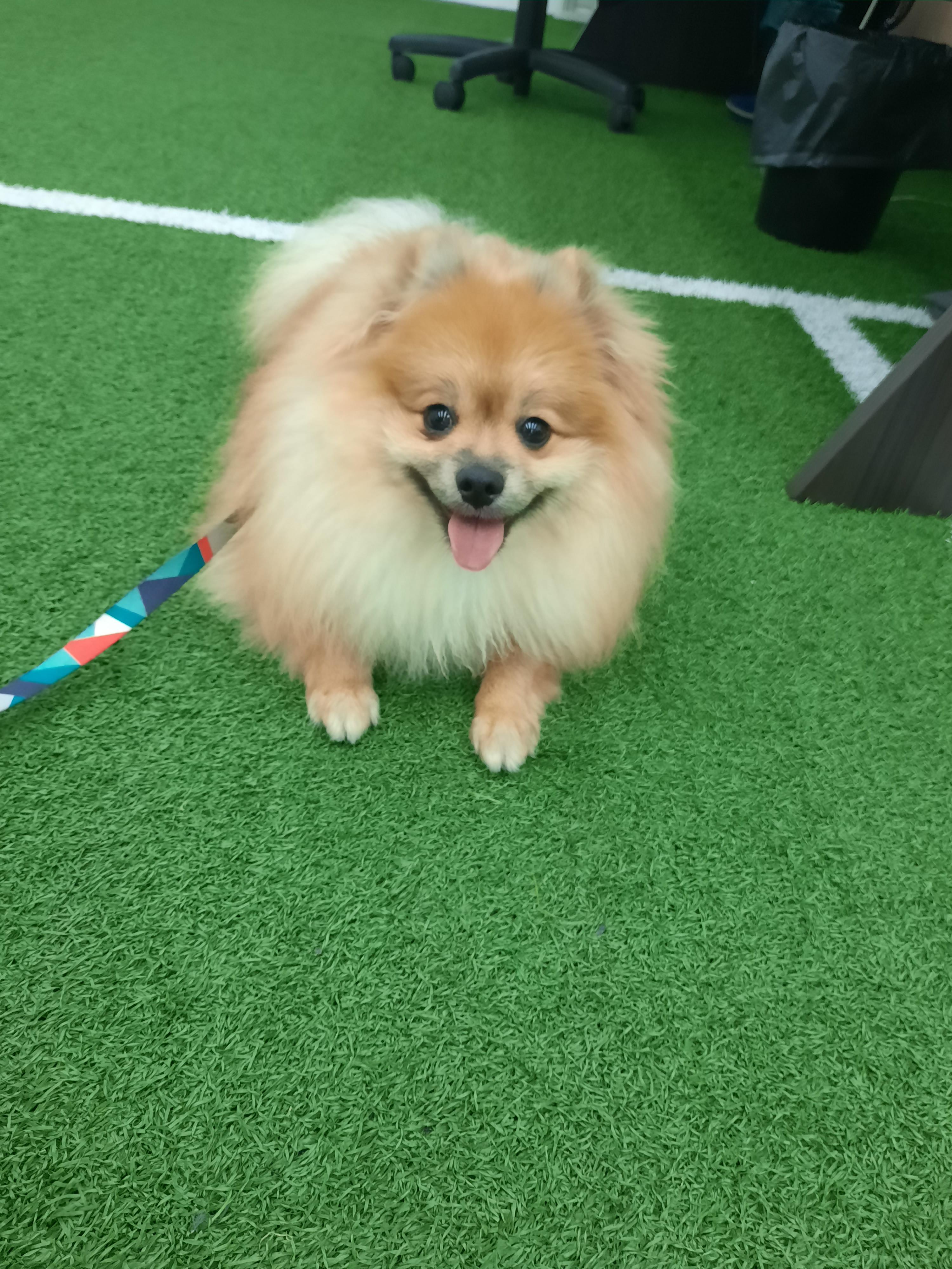 Pom loves grass ;) | Scrolller