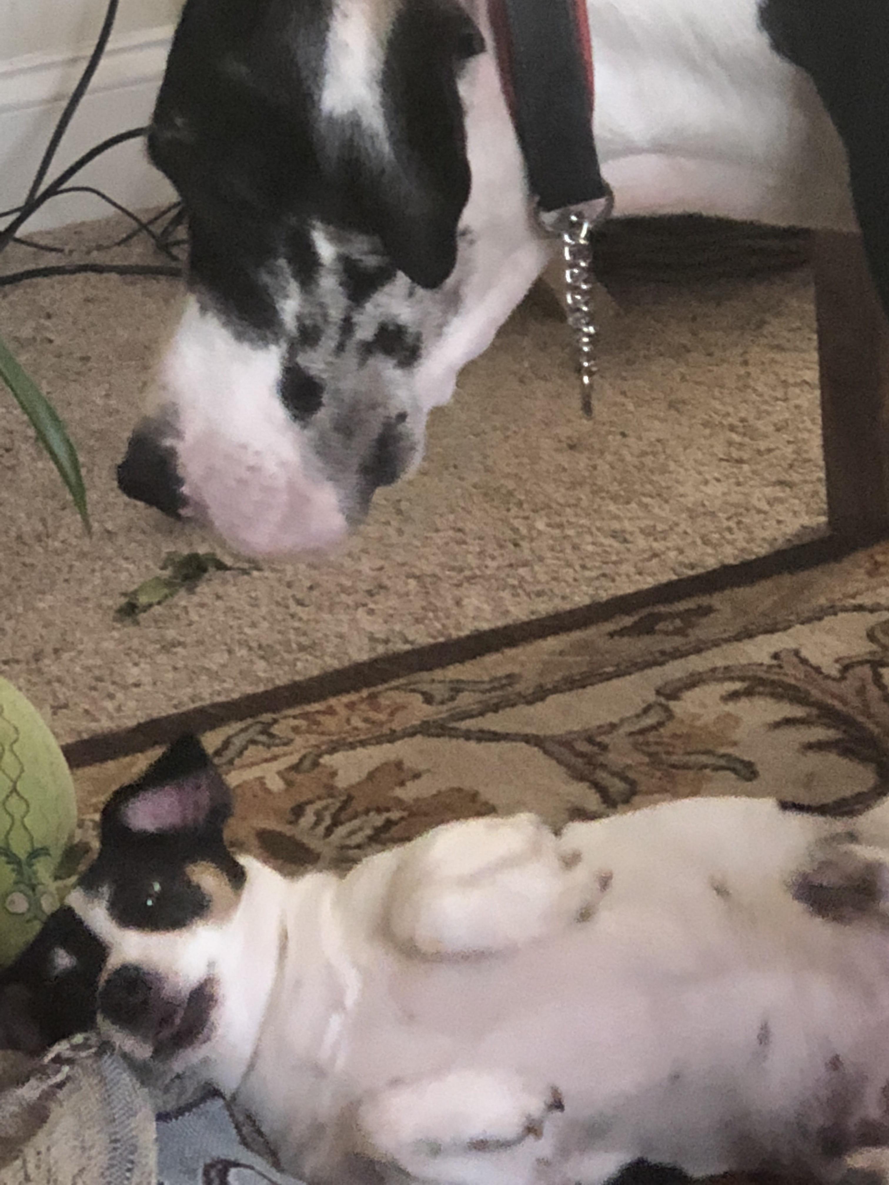 Poo playing with the Dane...💕 | Scrolller