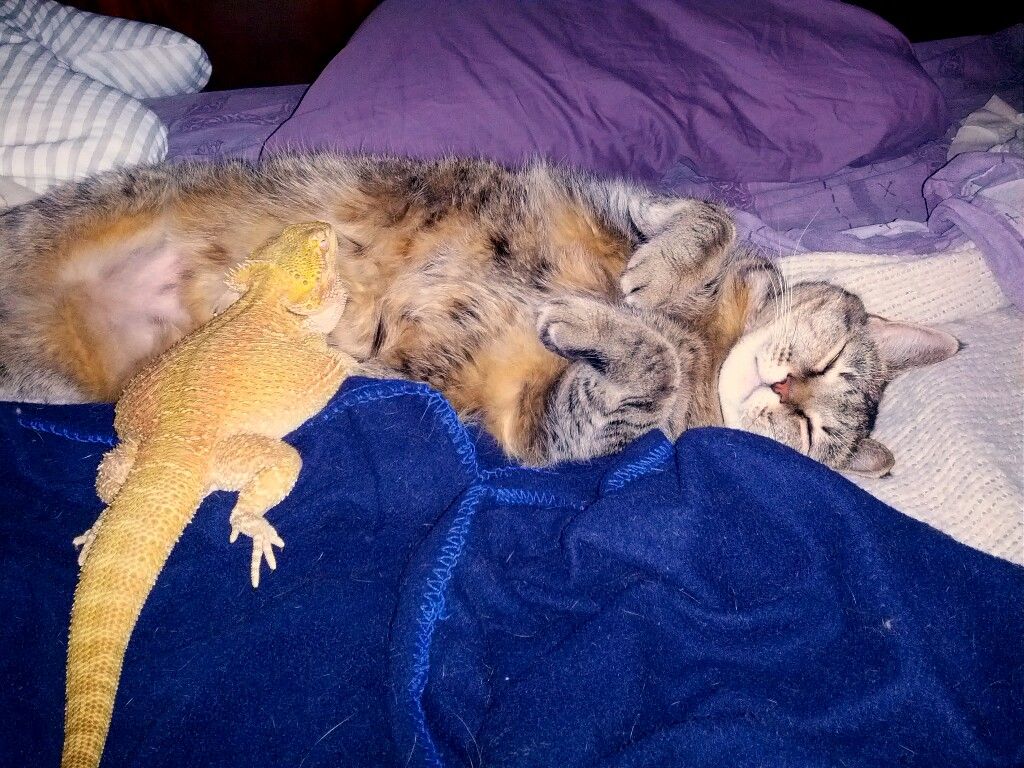 Pooka the Cat & Odahviing, her Beardie Buddy | Scrolller