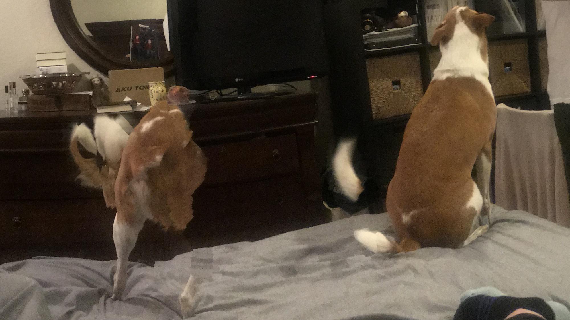 Poor doggo | Scrolller