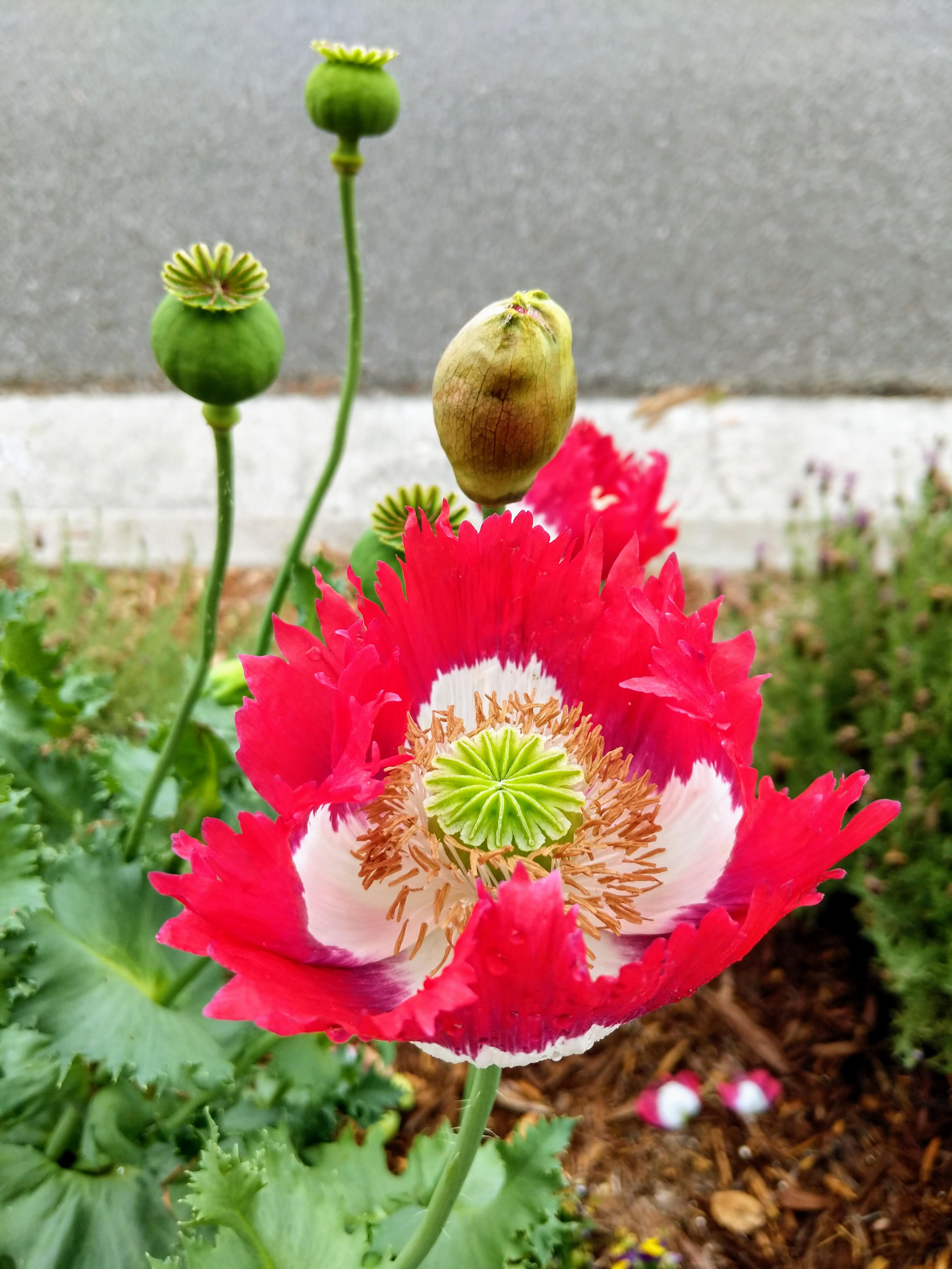 Poppies. | Scrolller