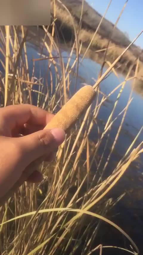 Popping a narrowleaf cattail. (from r/oddlysatisfying) | Scrolller