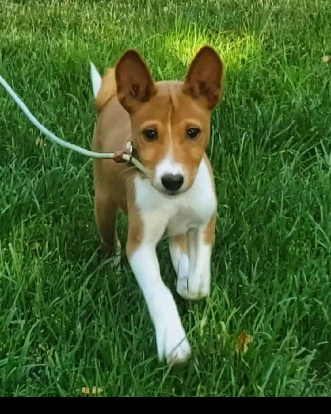 Poppy The Basenji | Scrolller