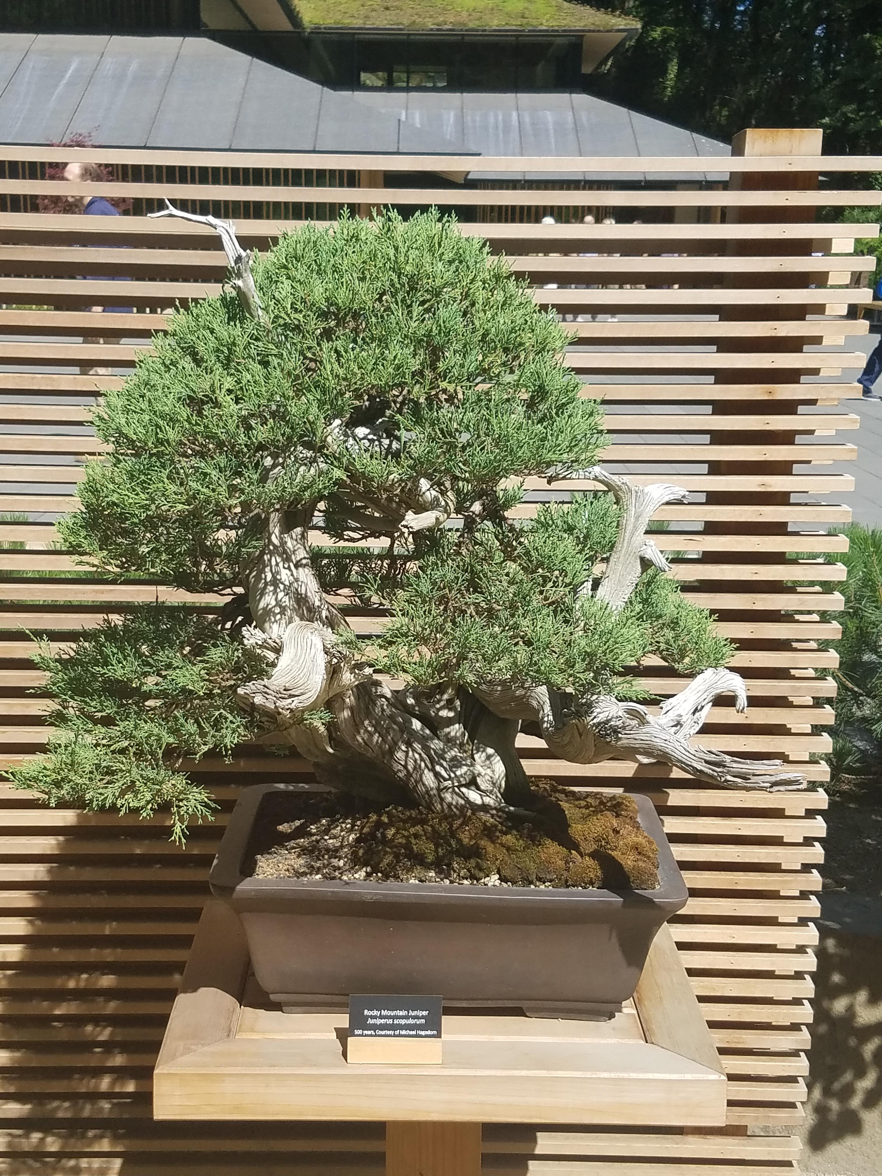 Portland Bonsai | Scrolller