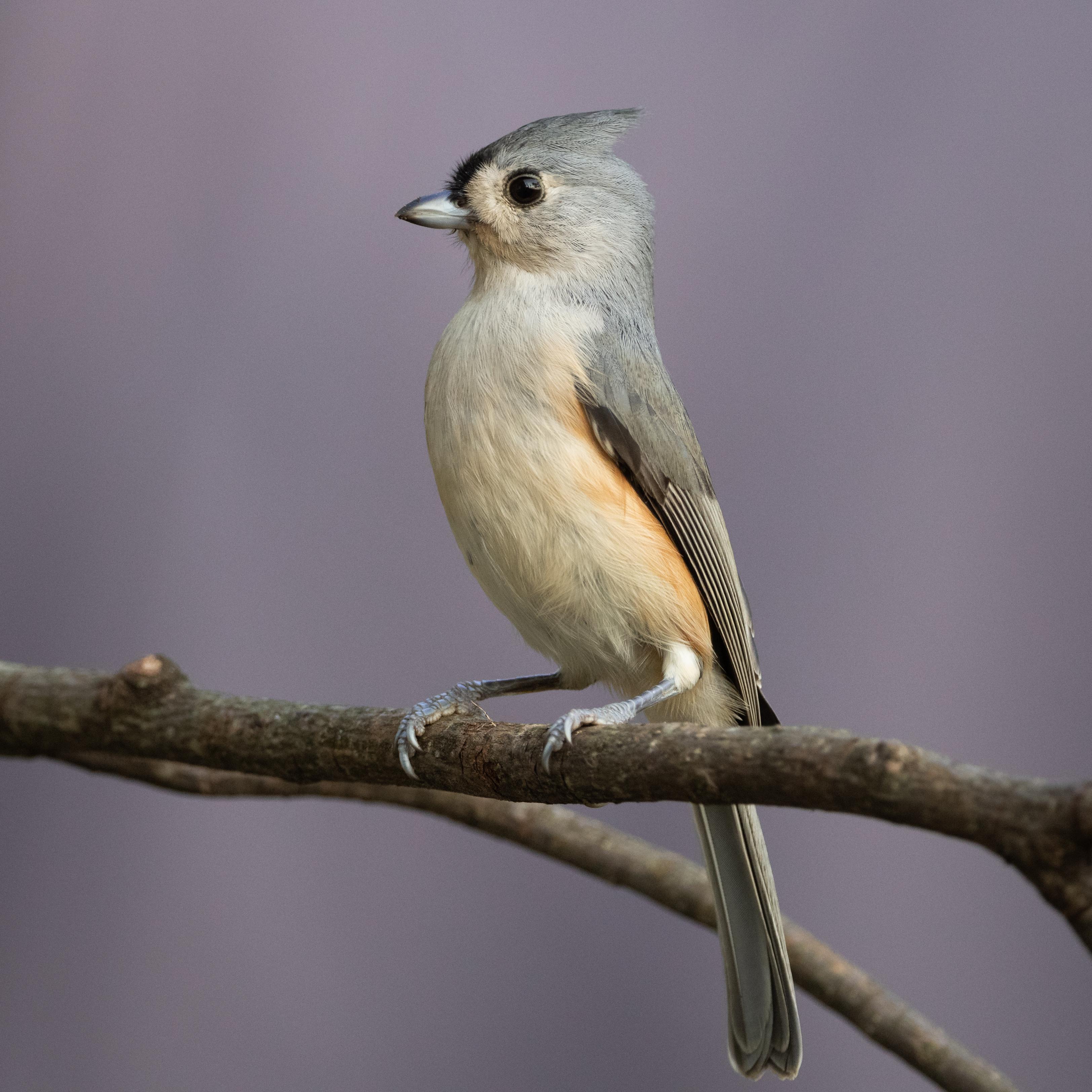 Portrait of a Tufted Titmouse 🐦 | Scrolller