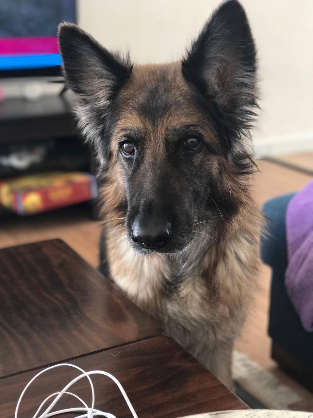 Portrait of my 8 years old GSD | Scrolller