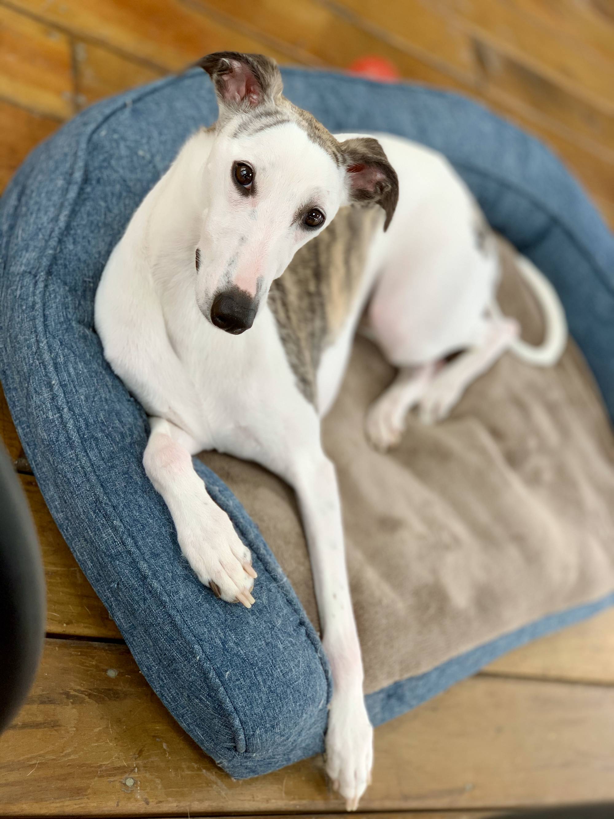 Post-bath repose | Scrolller