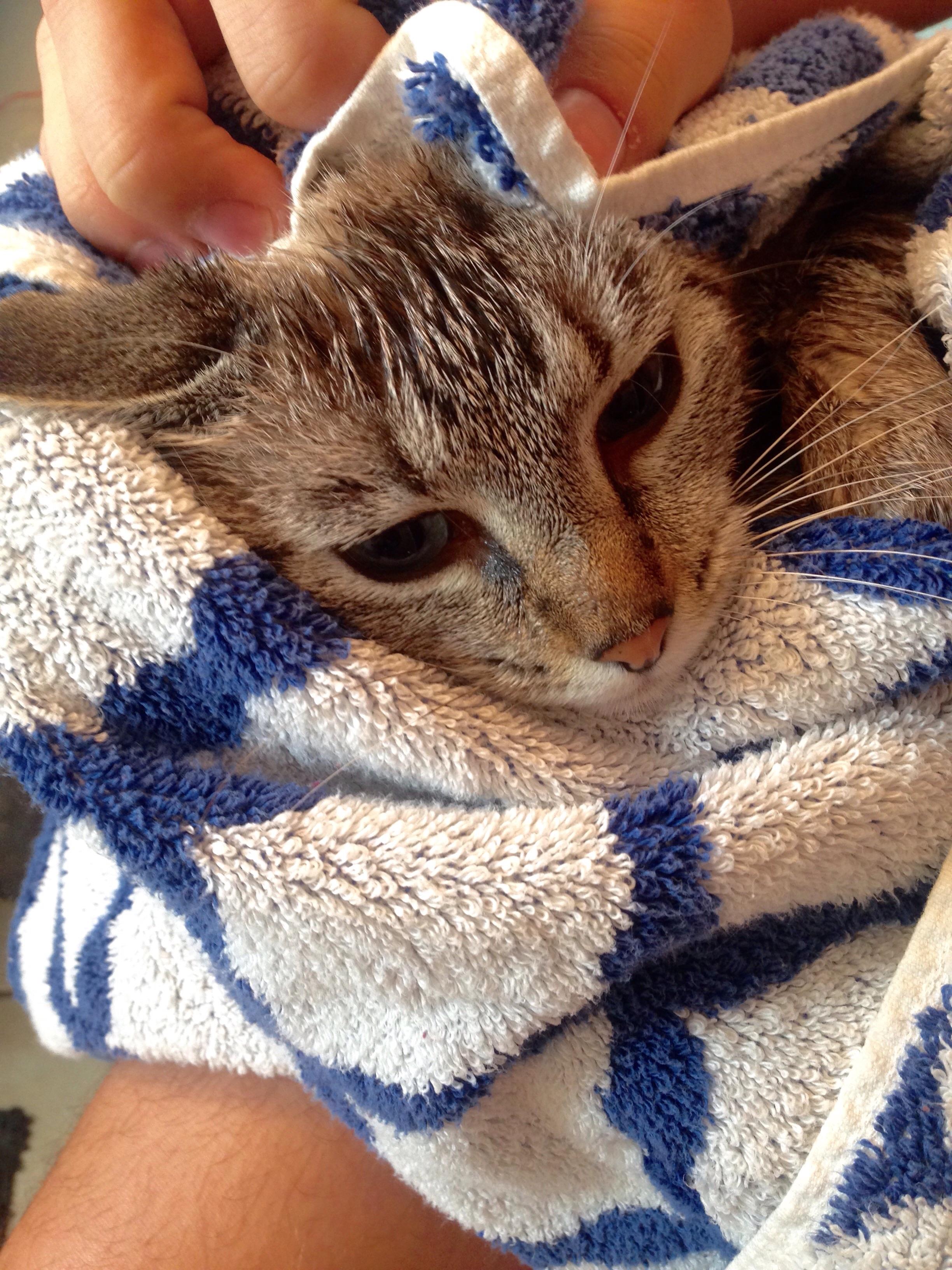 Post-bath time purrito is salty. | Scrolller