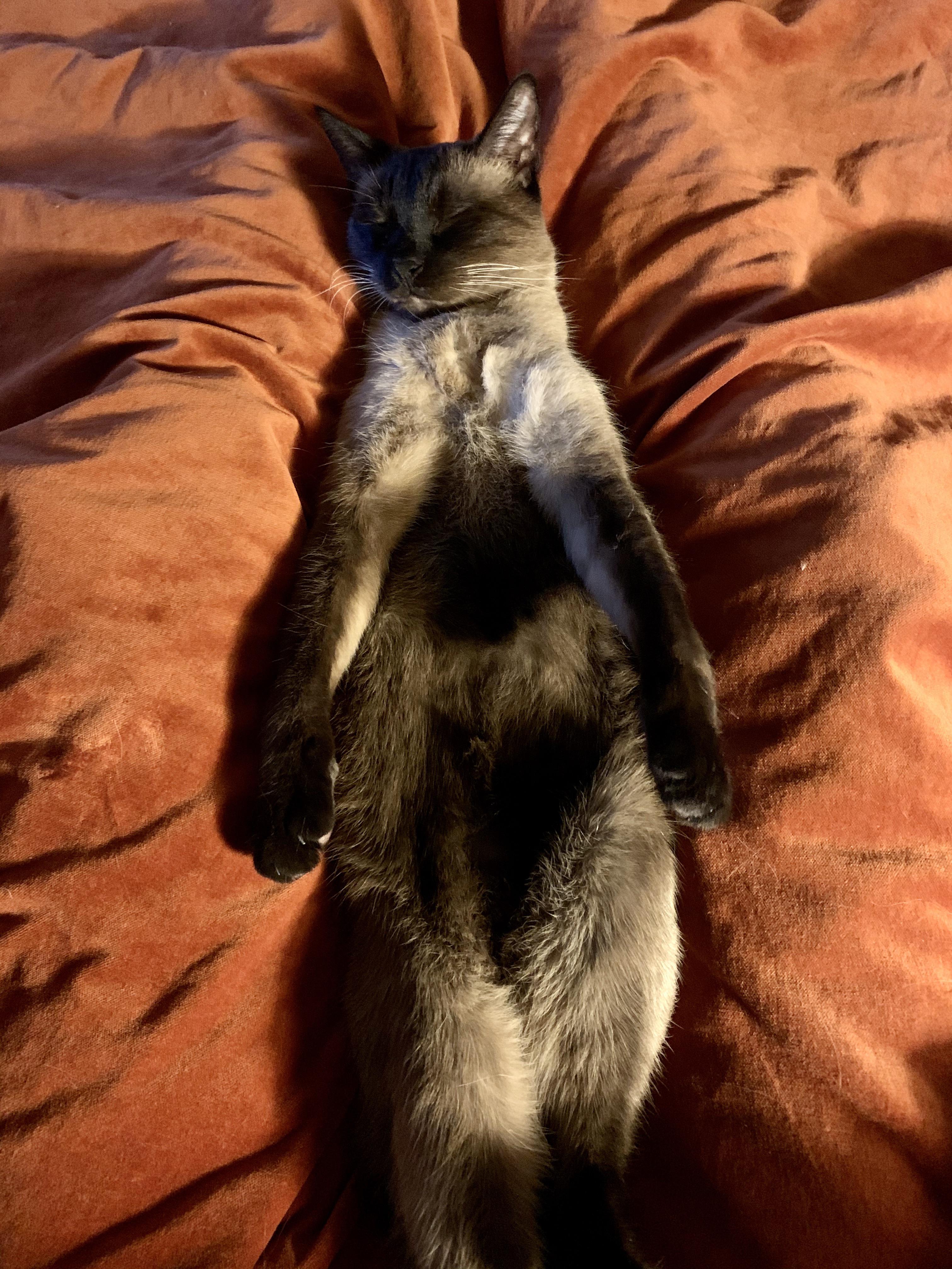 Post-breakfast snooze | Scrolller